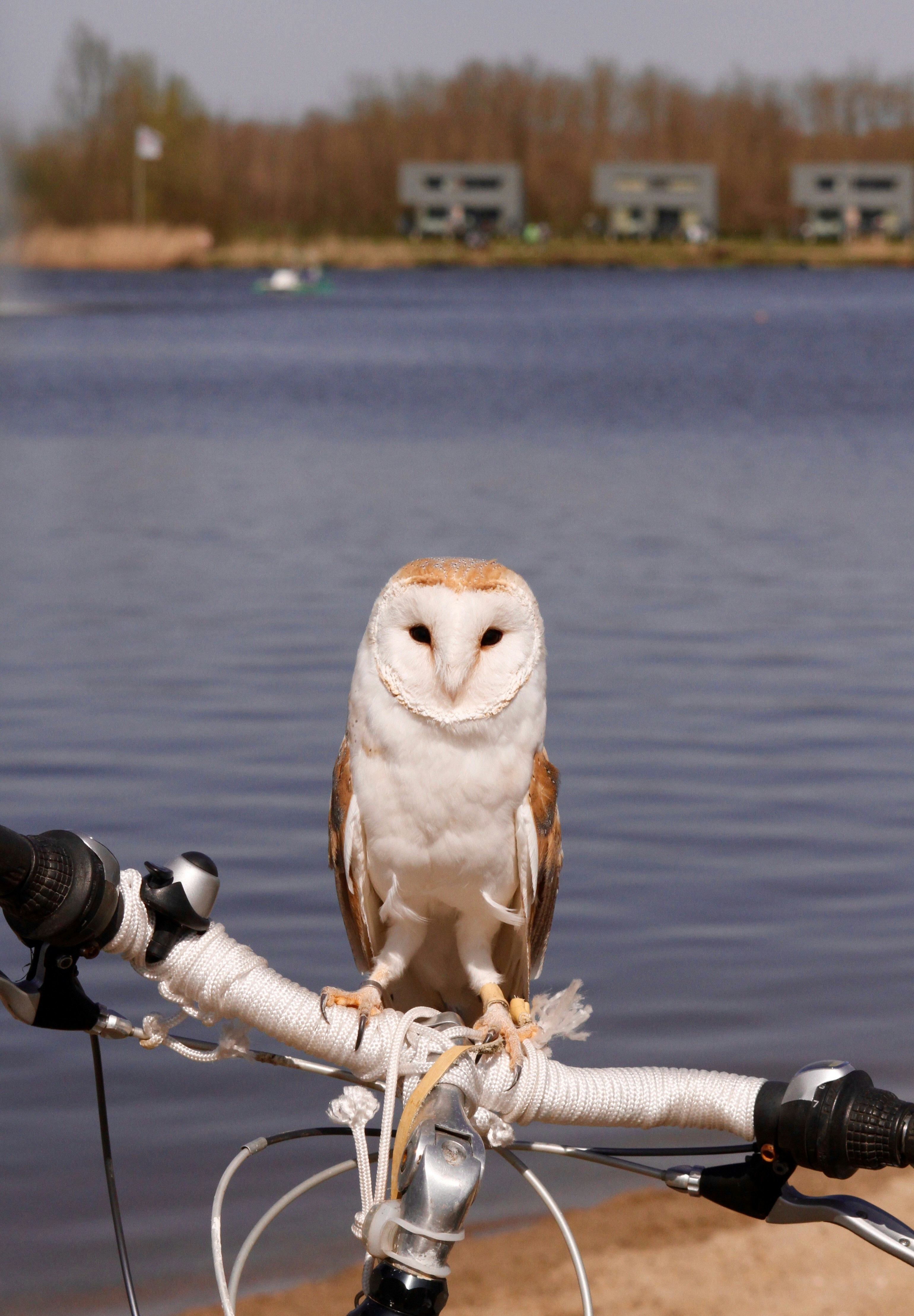Perched on the Handlebar: A Barn Owl Keeps Watch by the Lakeside