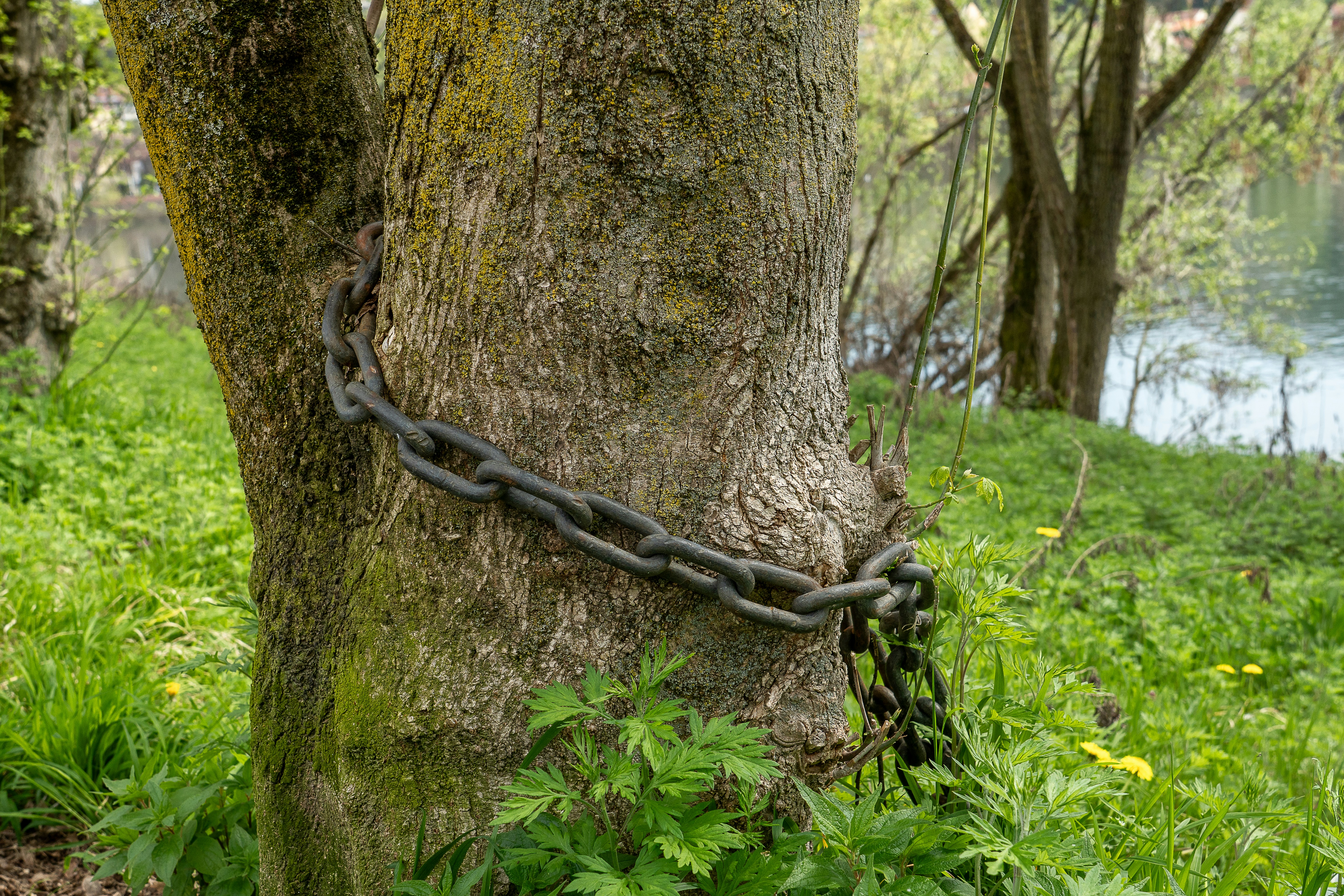 Chain-bound Guardian of the Old Tree