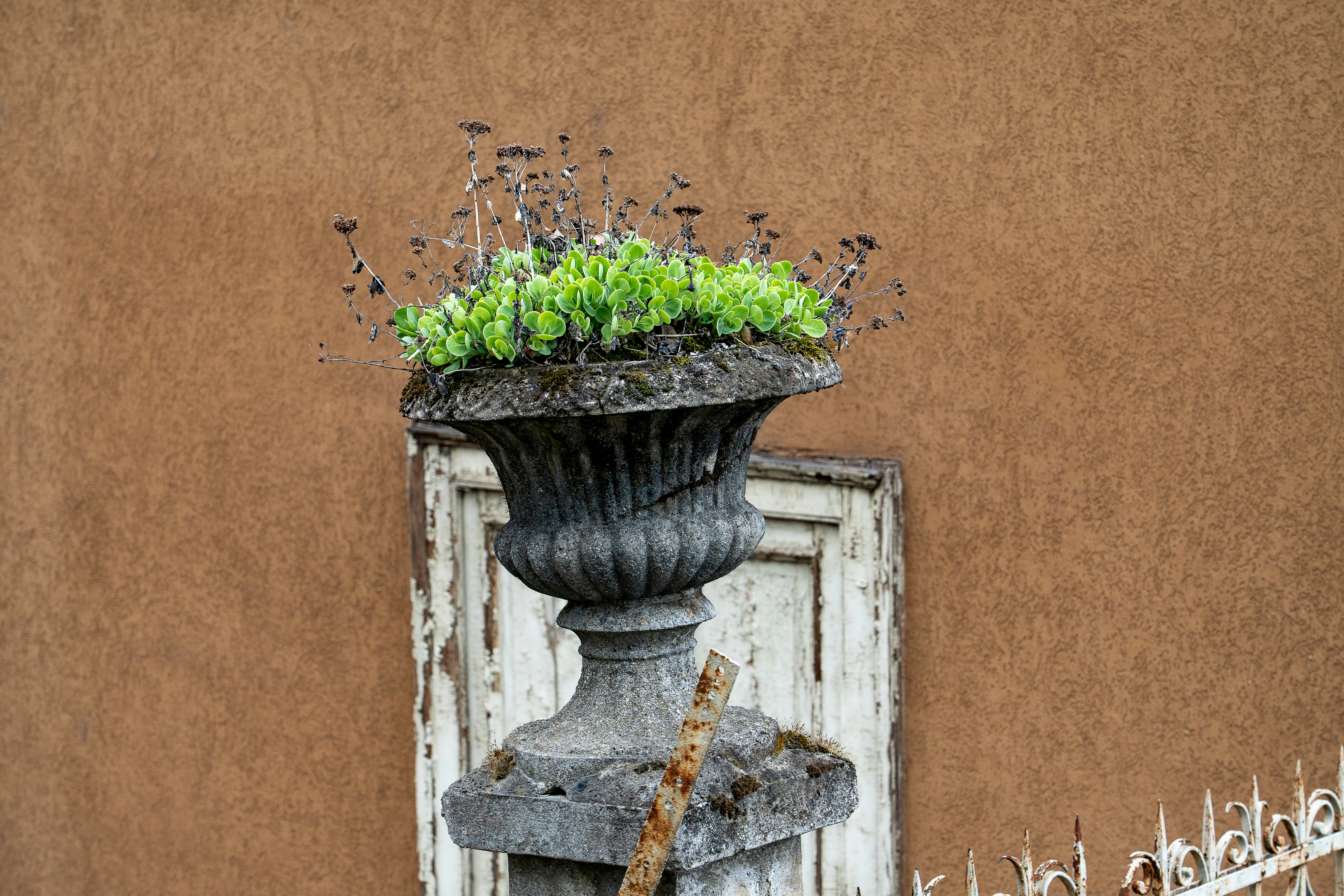 Weathered pedestal planter crowned with green sprouts against a rust-toned wall