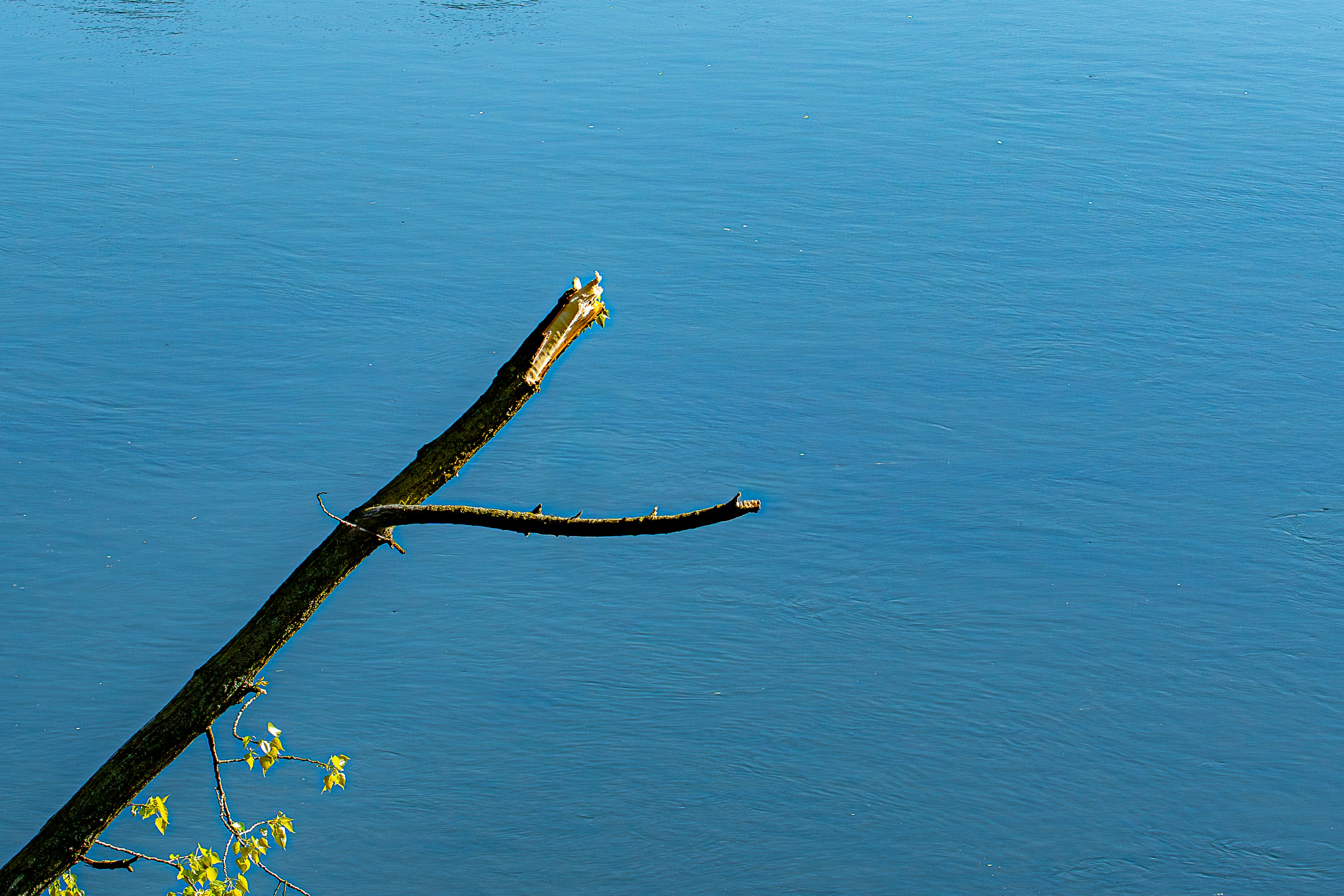 Low Branch Over a Mirror-like Lake