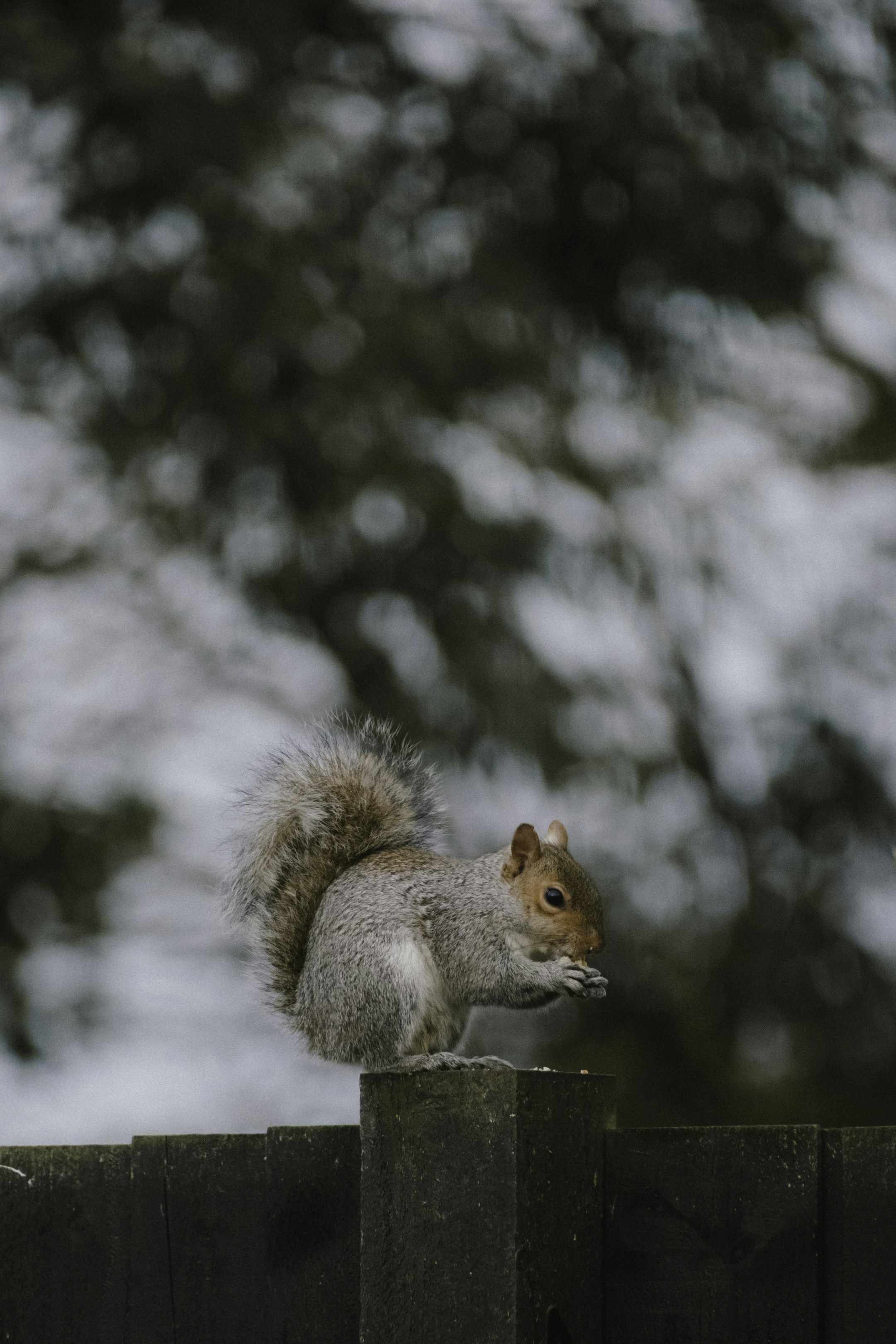 Squirrel on a Weathered Post: Quiet Snacking Moment
