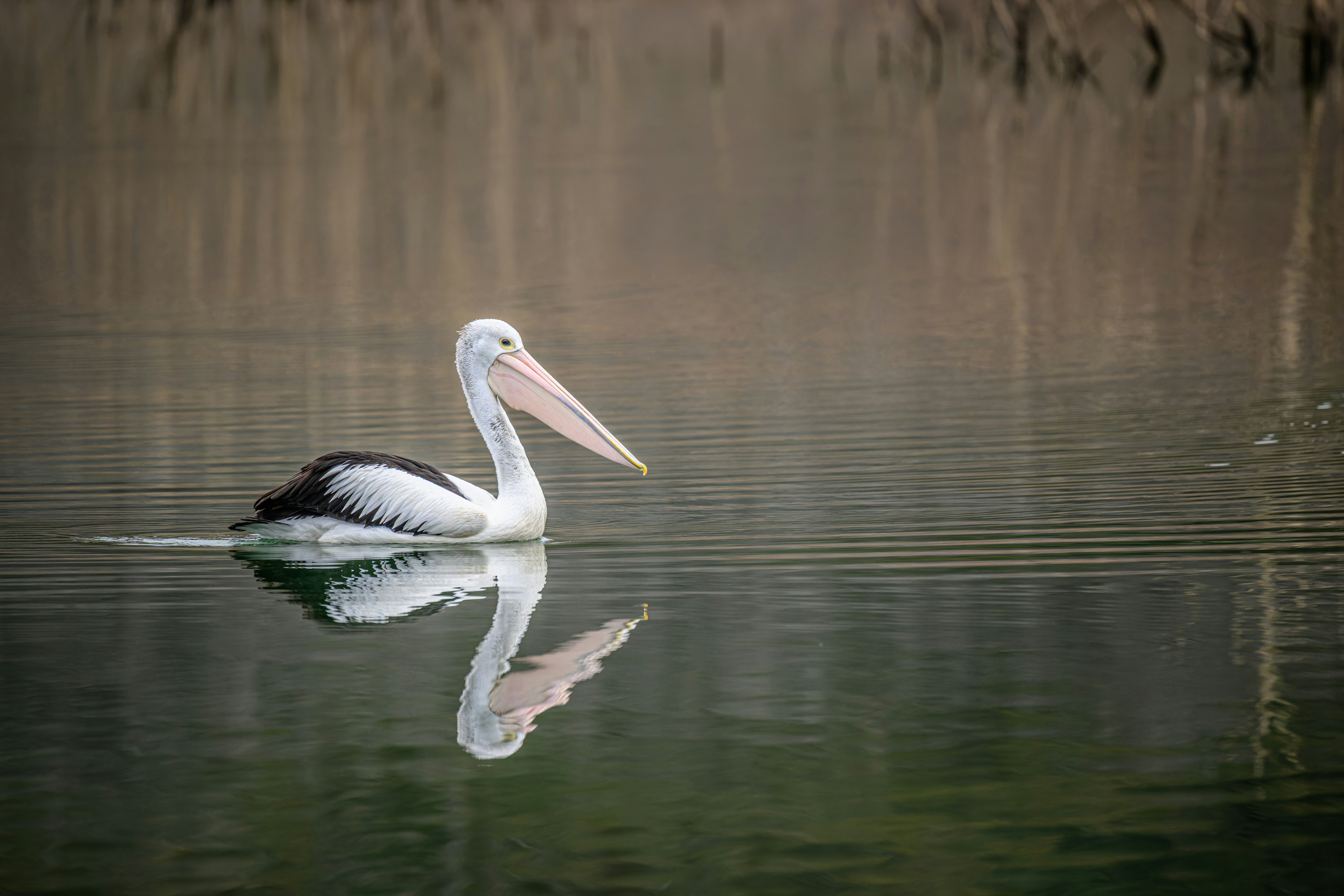 Mirror of Grace: Pelican Rests on Glassy Lake