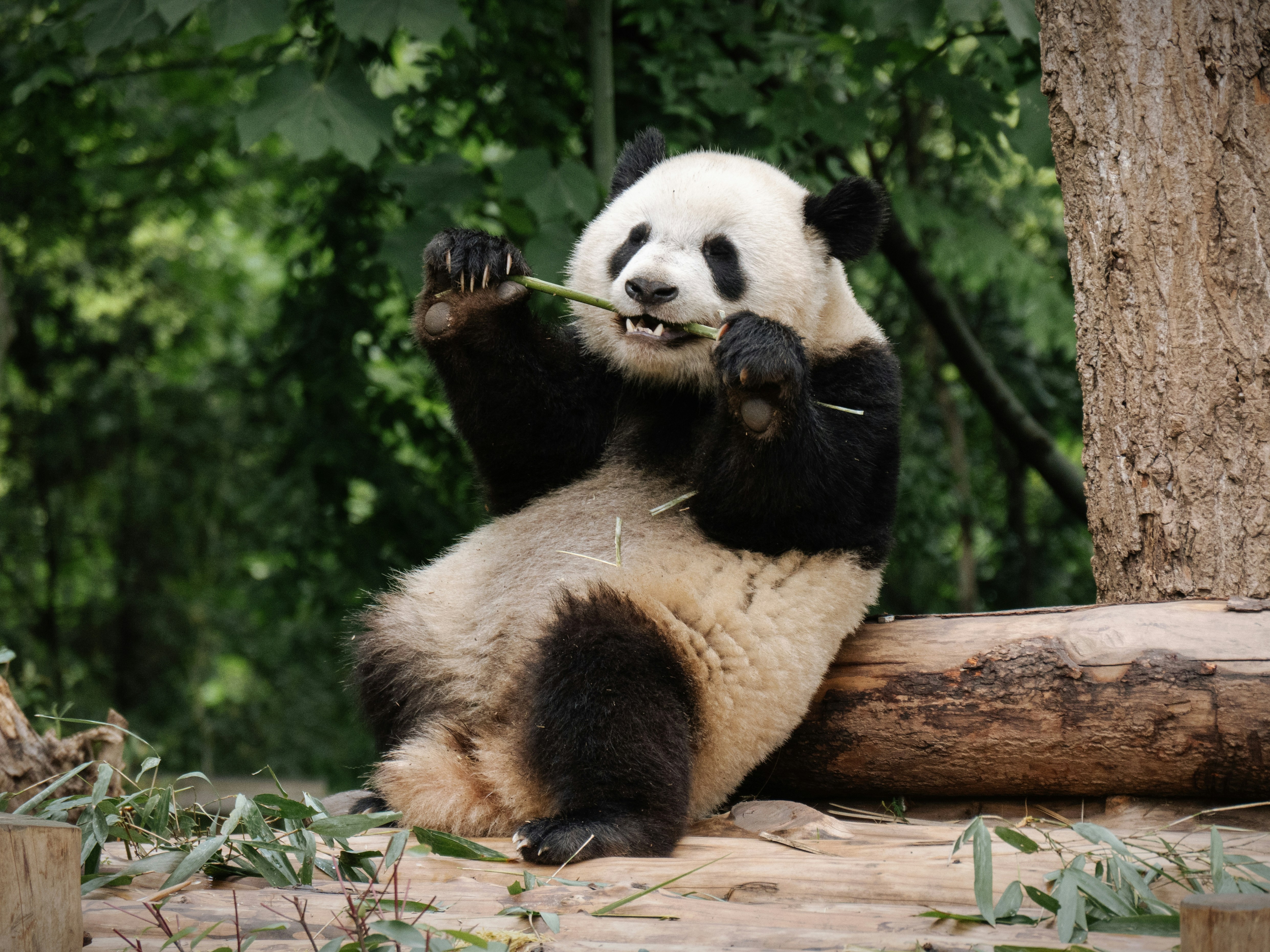 Panda at Rest: A Bamboo Snack Break in the Forest