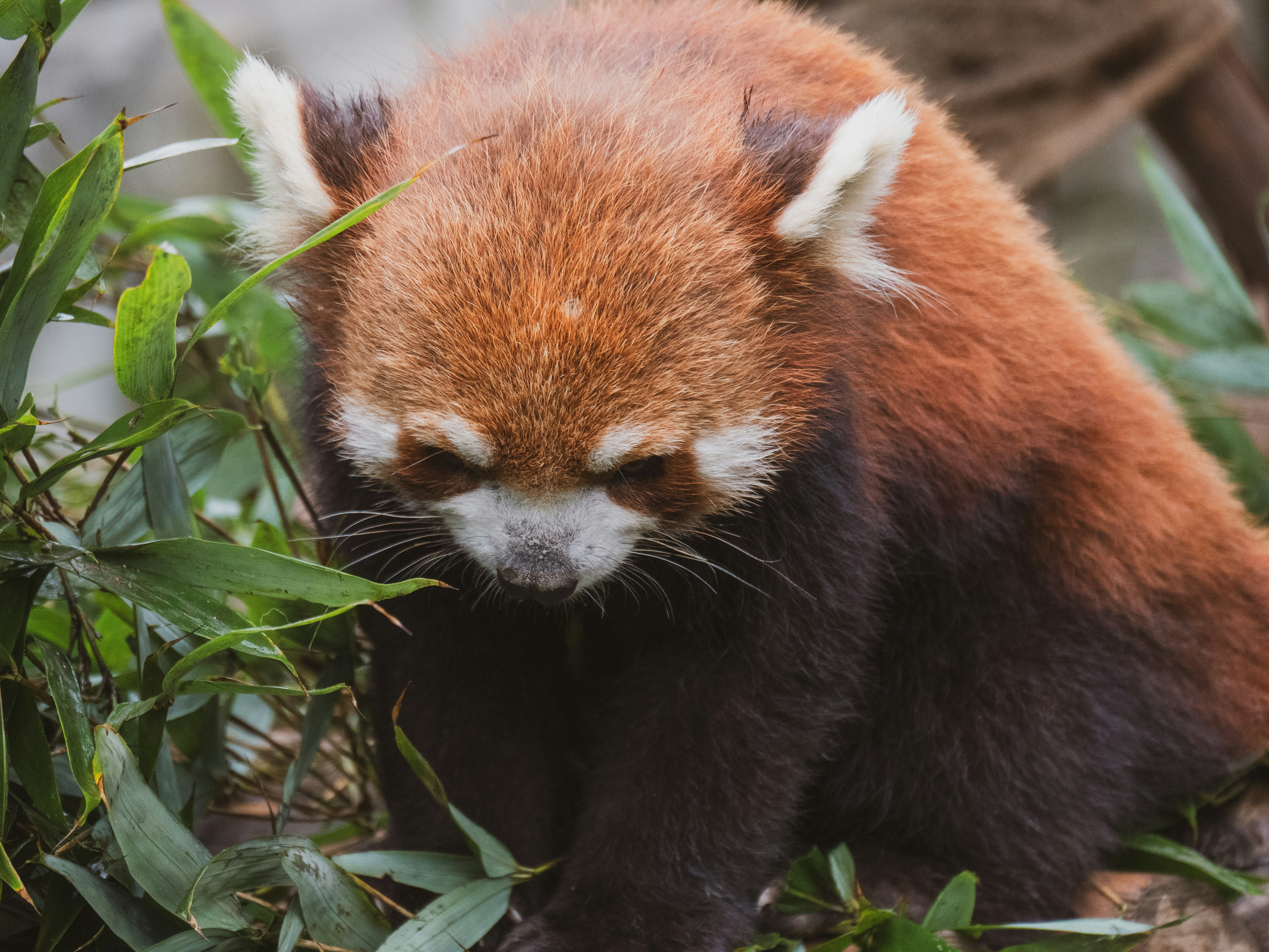 Red Panda in Quiet Leafy Hideaway