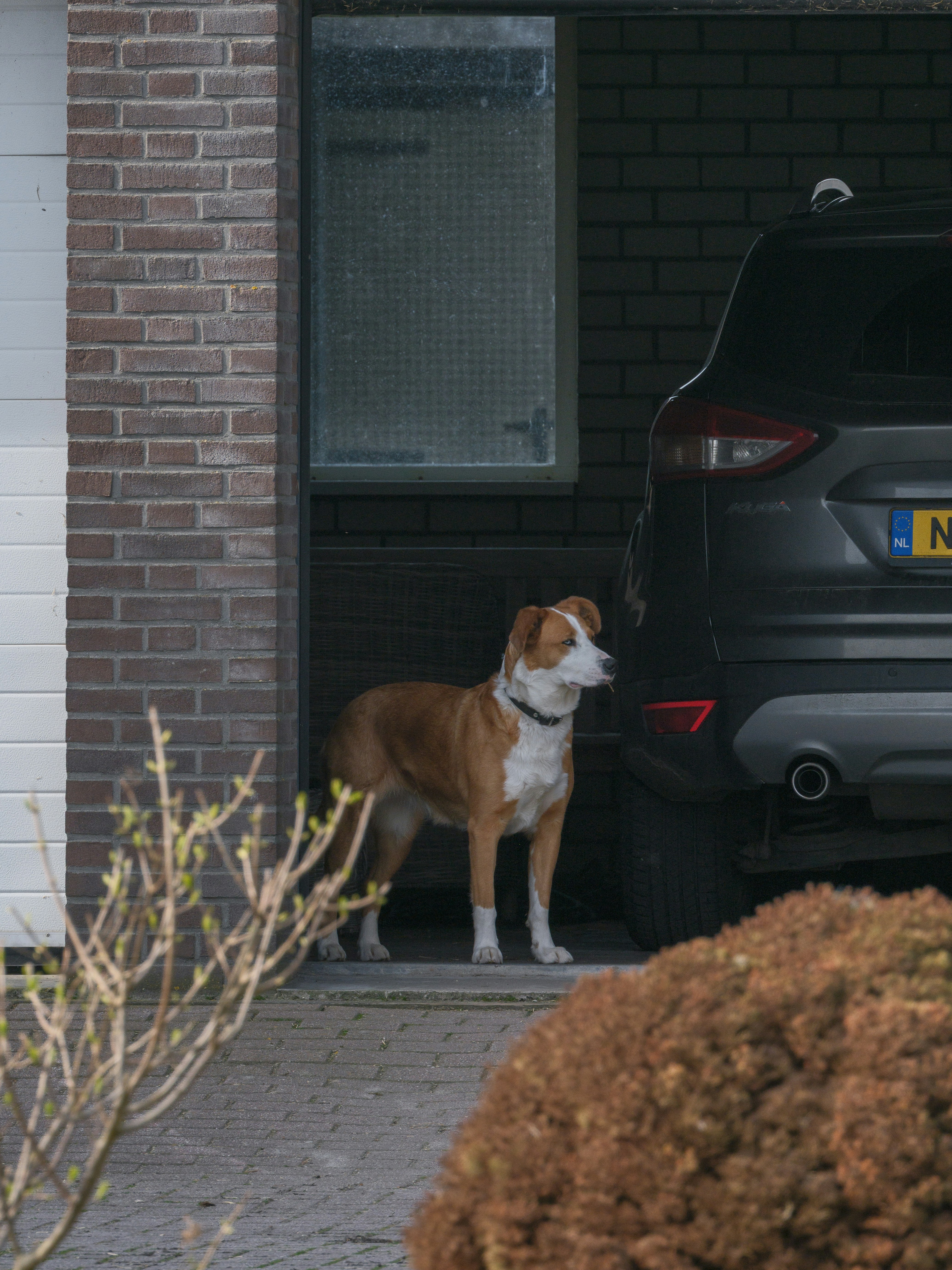 Watchful Labrador by the Garage Door
