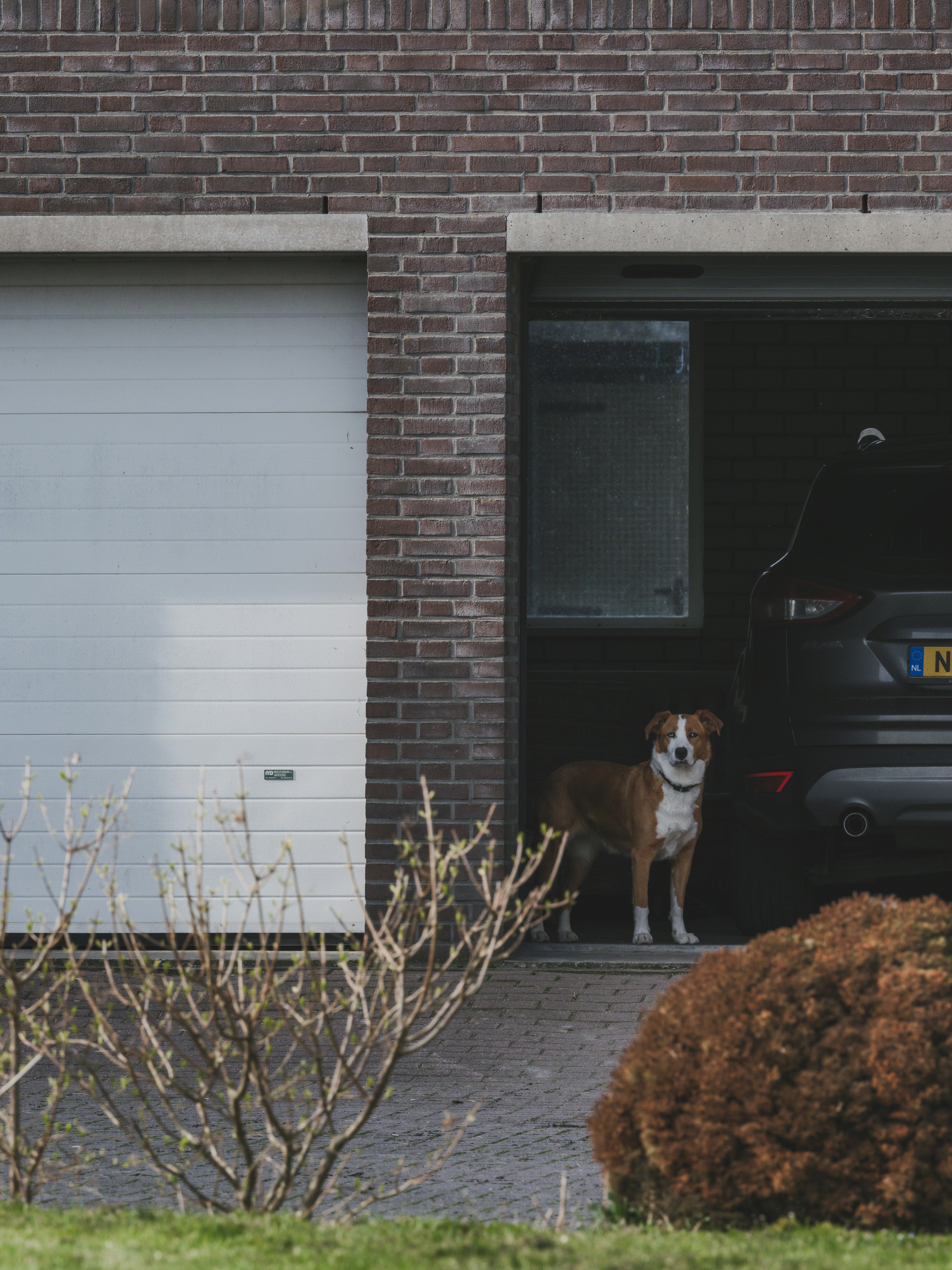 Dog at the Threshold: A Vehicle-Hidden Moment in a Brick Garage