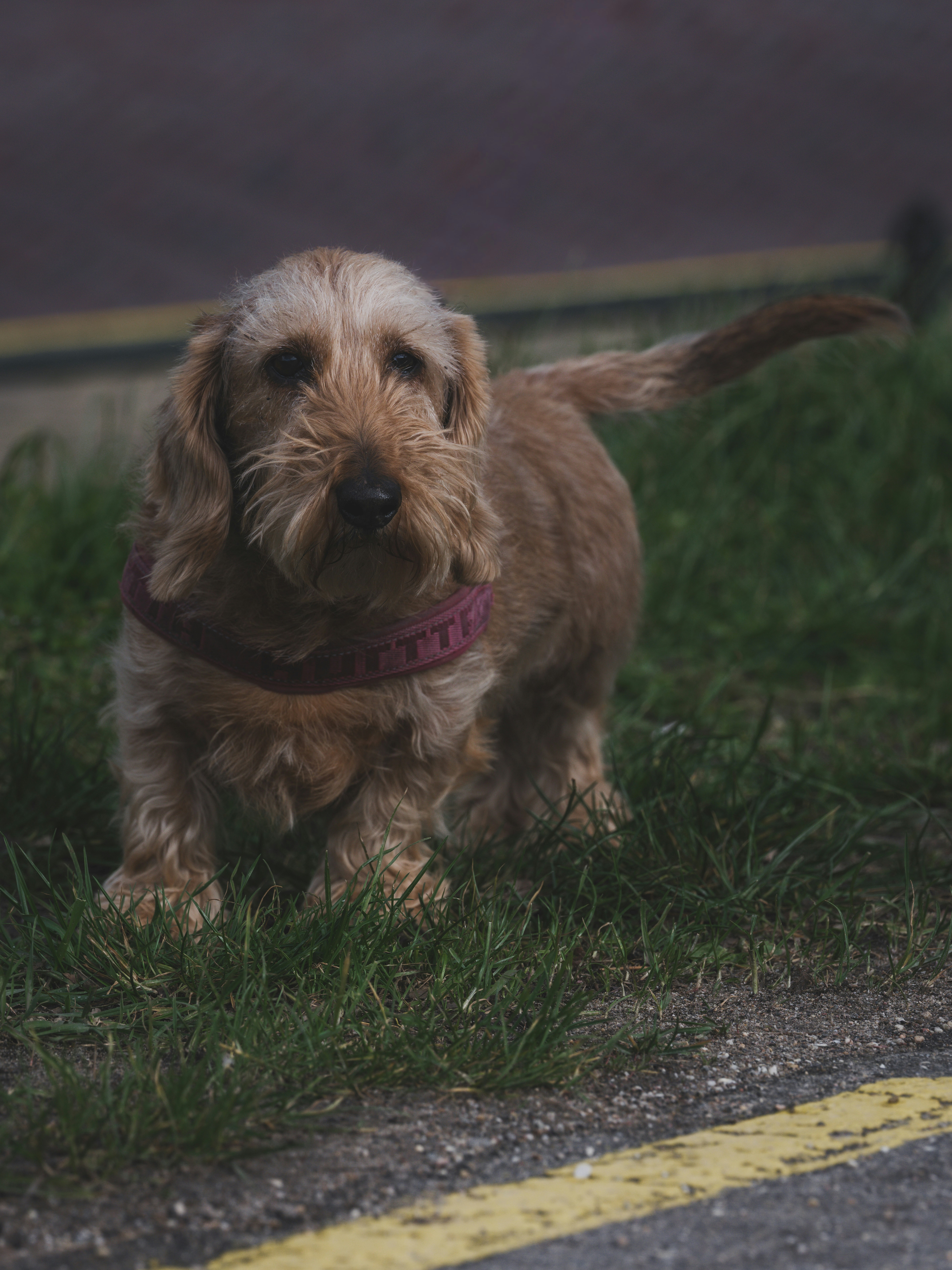 Curious Wheat-Toned Pup on a Park Path