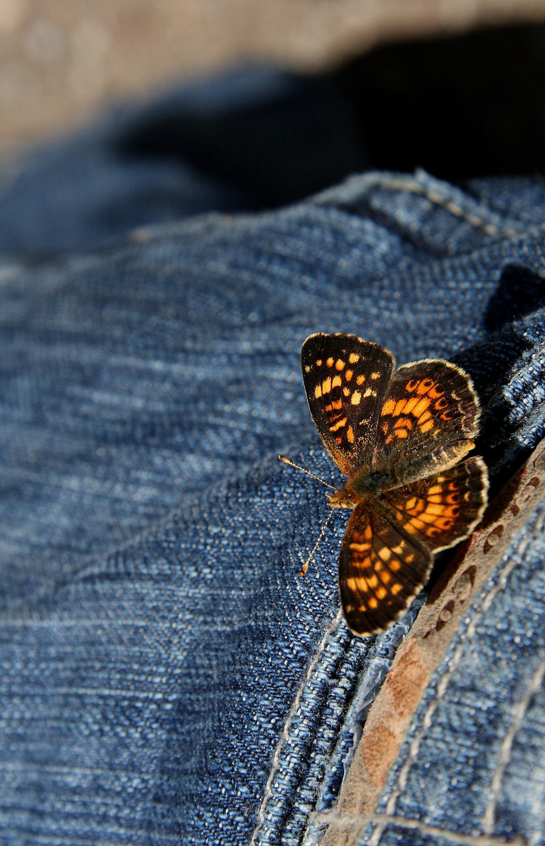 Butterfly on Denim: A Quiet Moment Between Fabric and Wings