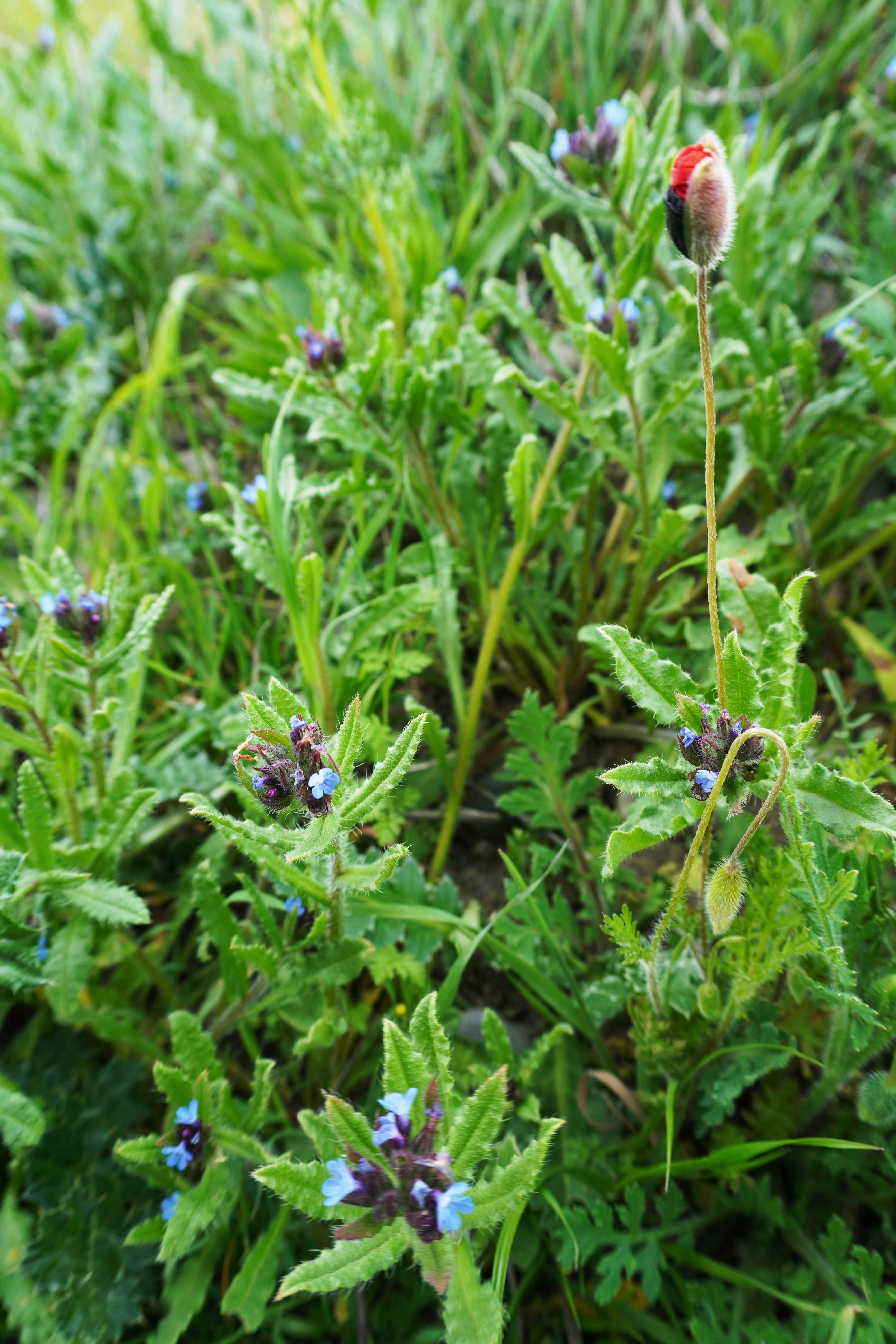 A Budding Meadow: A Close Look at a Tiny Wildflower Ensemble