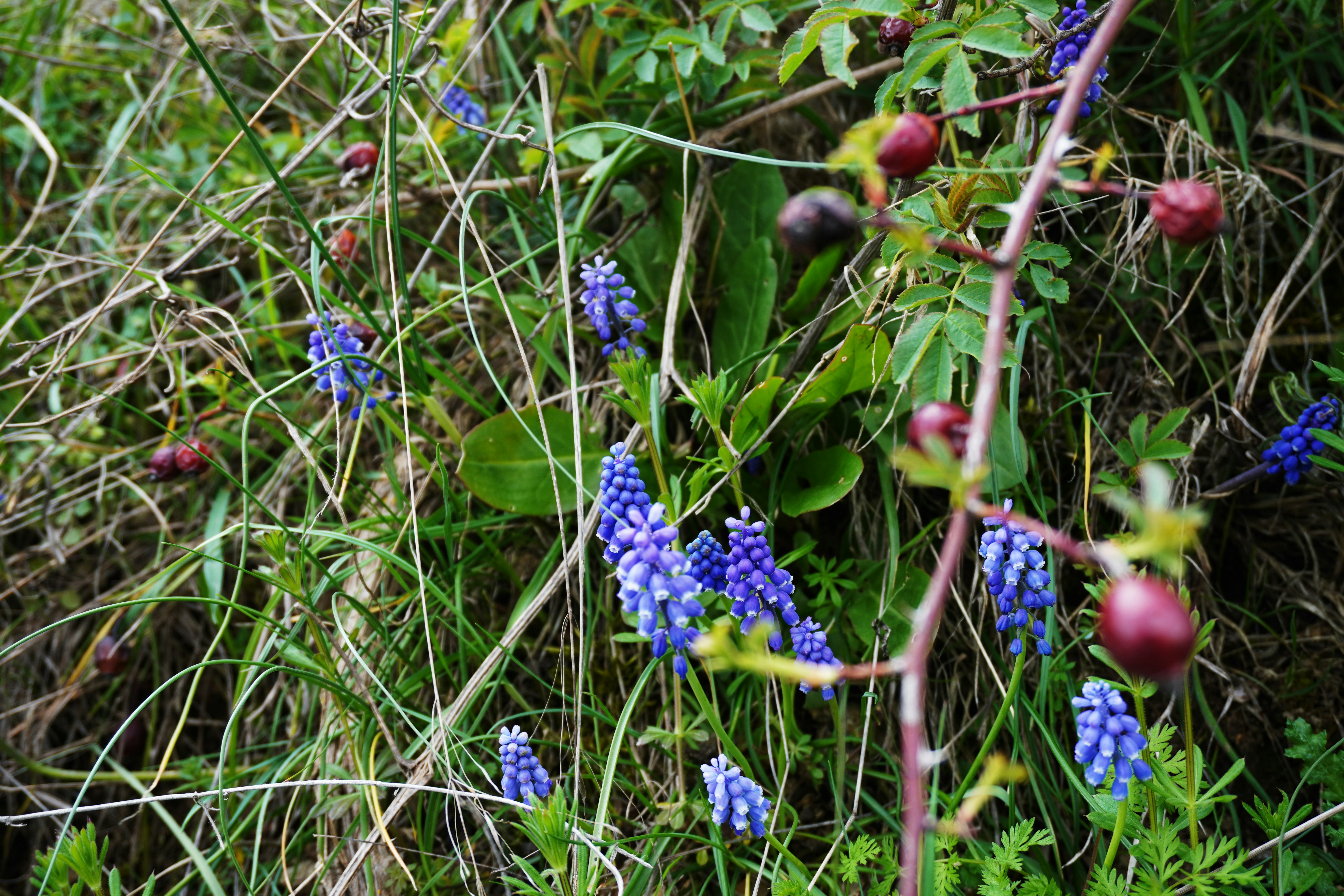 Bluebell Fronds Among Grasses
