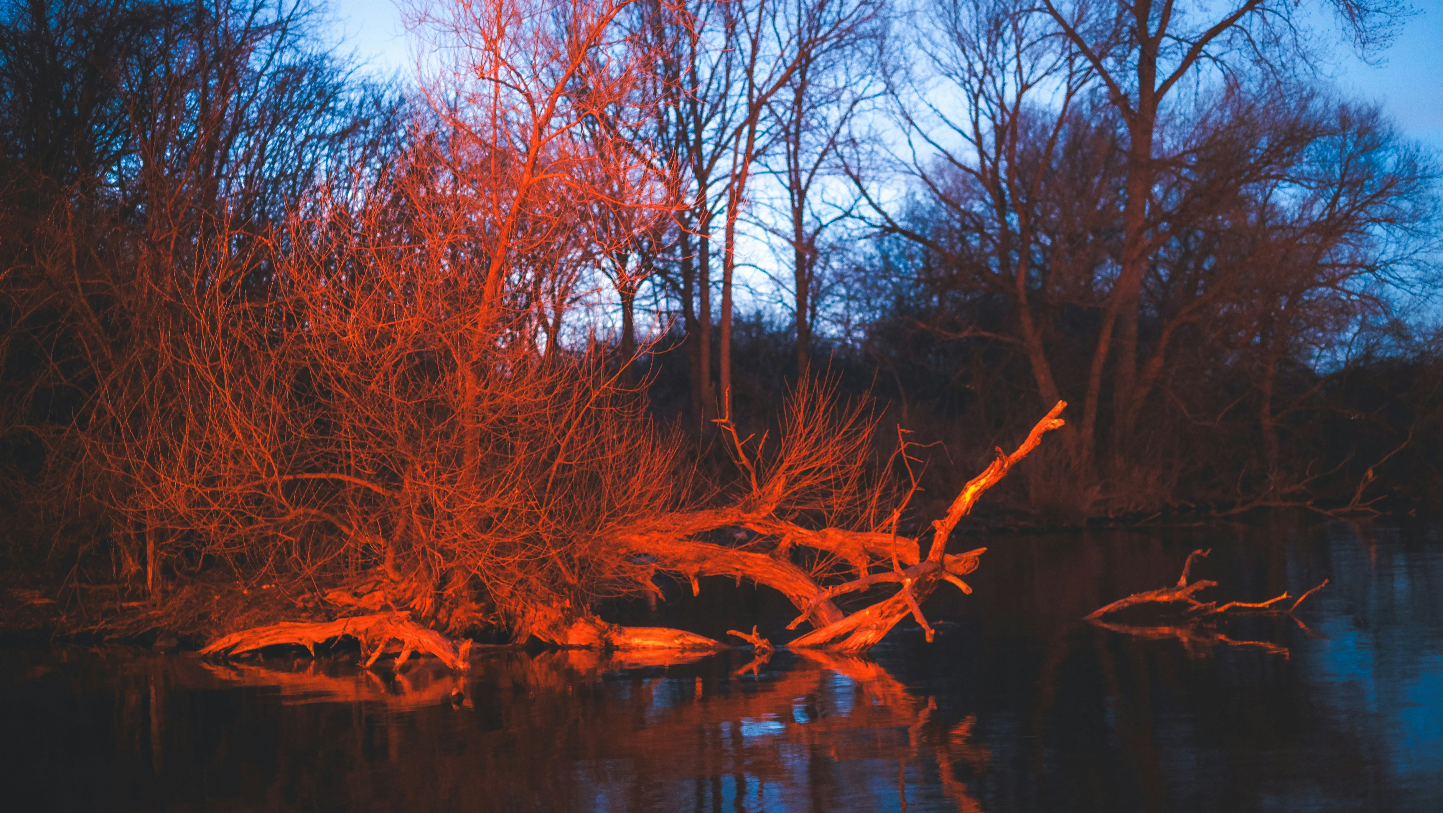 Fiery fallen willow in dusk-lit river