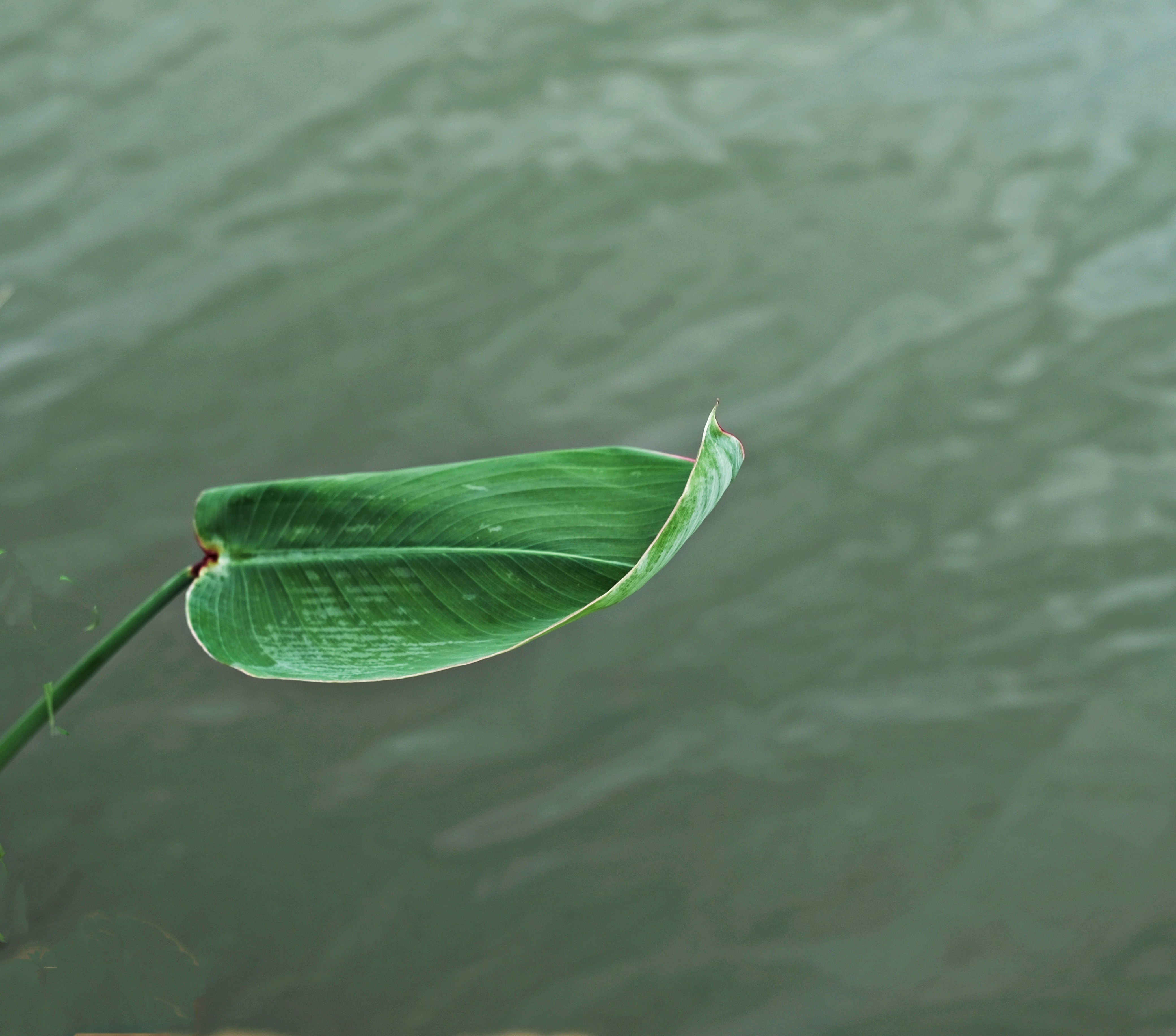 Single Green Leaf Framed by Calm Water