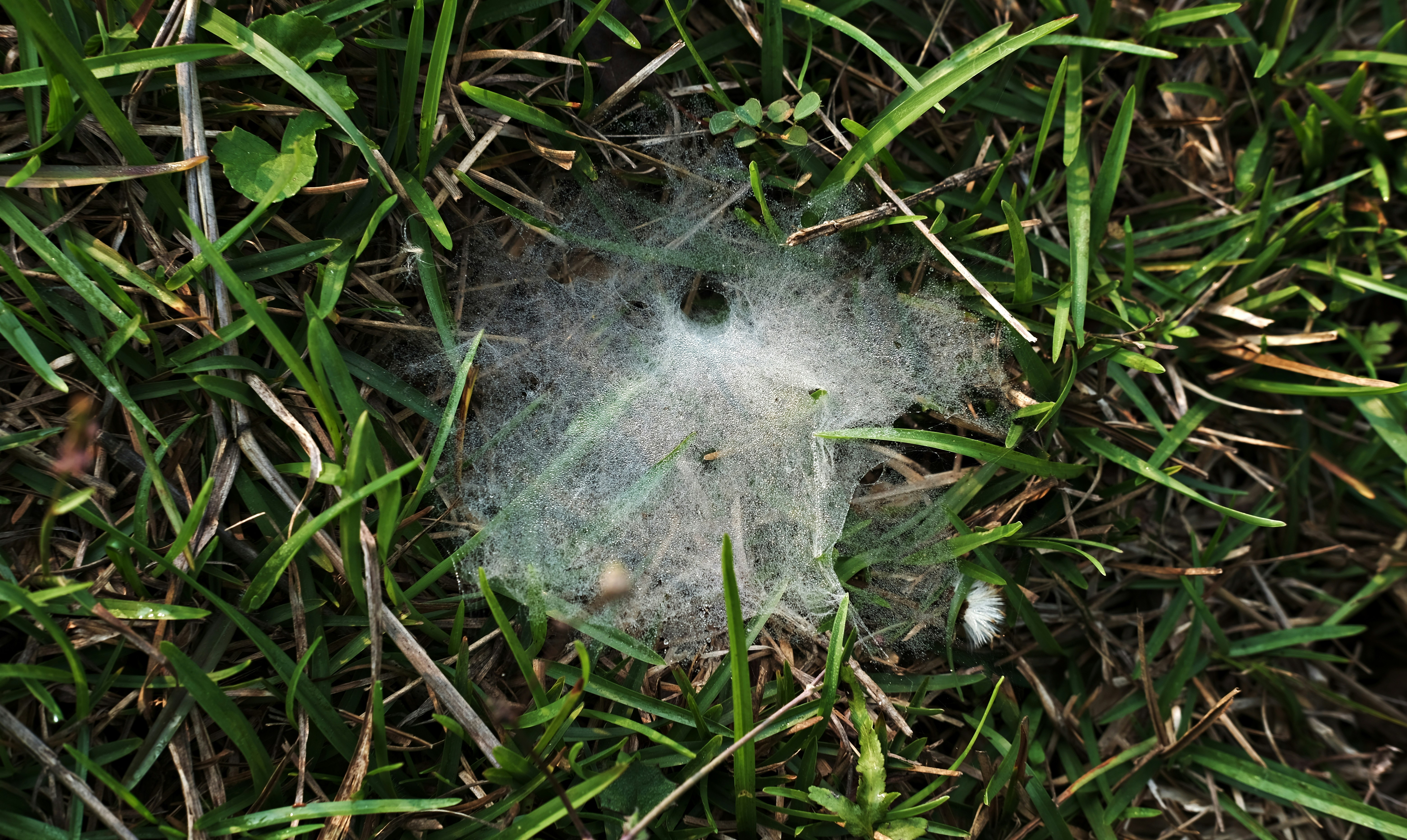 Silken Nucleus in a Meadow of Green Threads