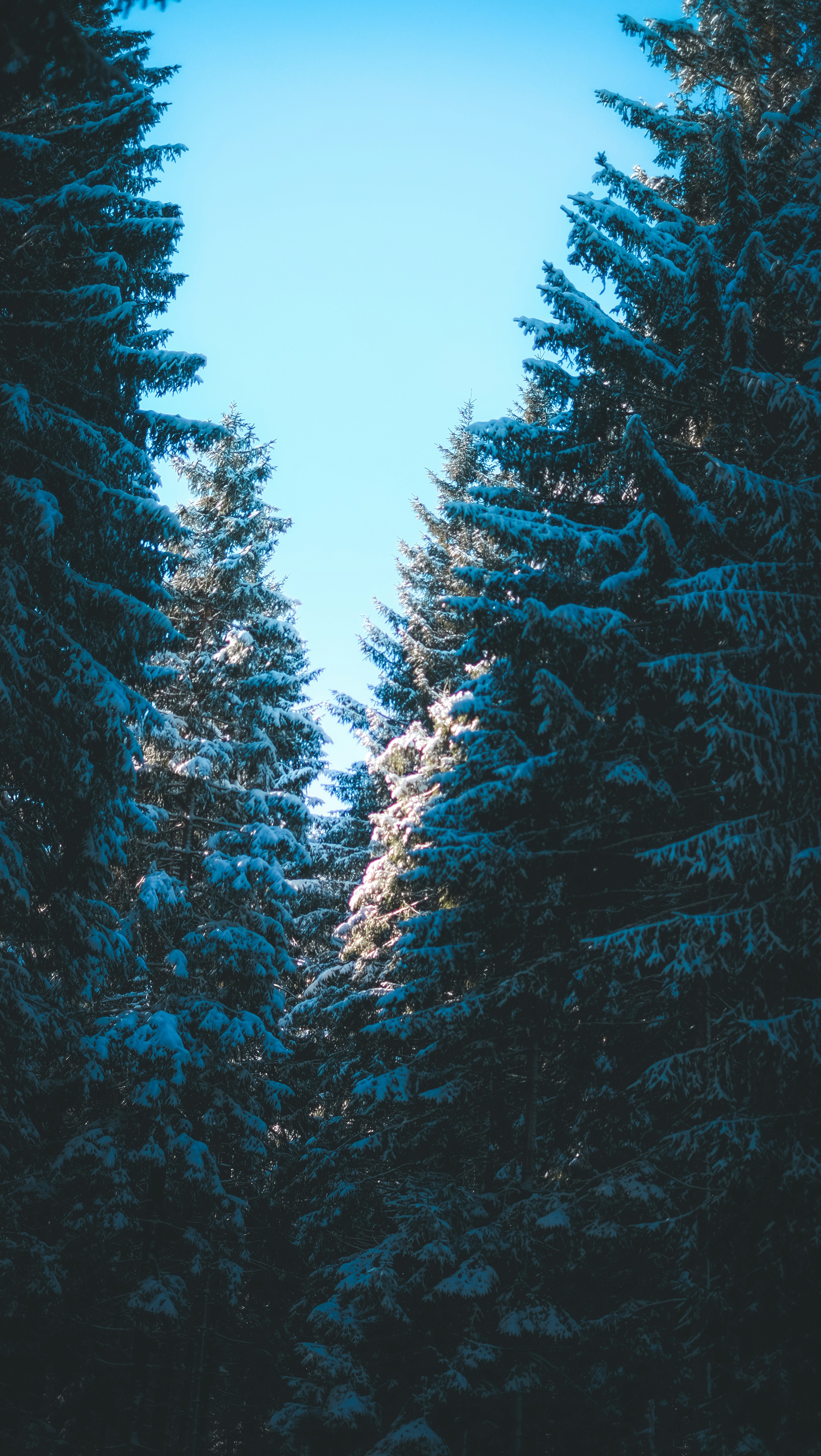 Sunlit Spine: Snow-draped pines Reach Toward a Clear Winter Sky