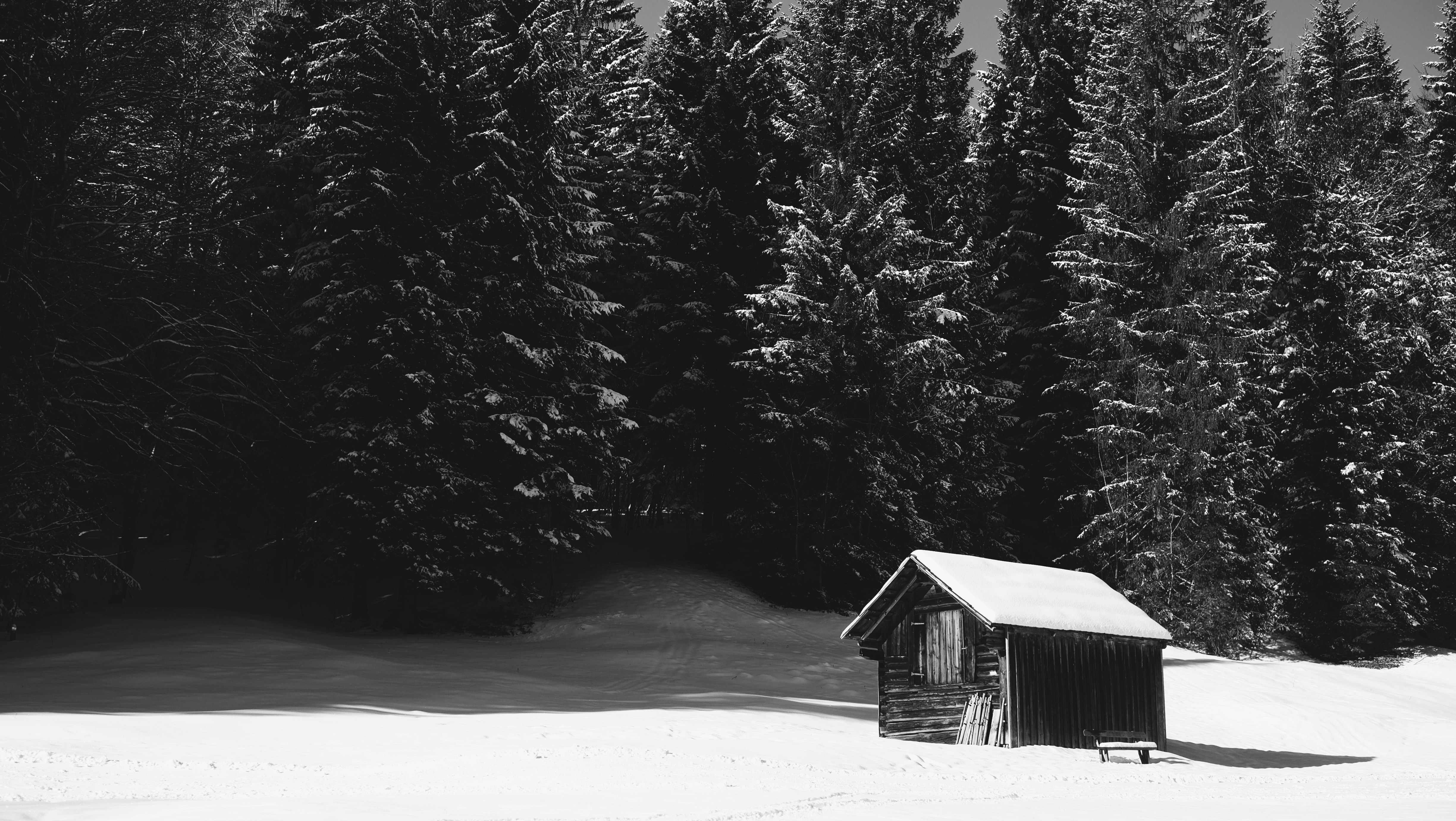 Snowbound Shed Stands Against a Forested Wall