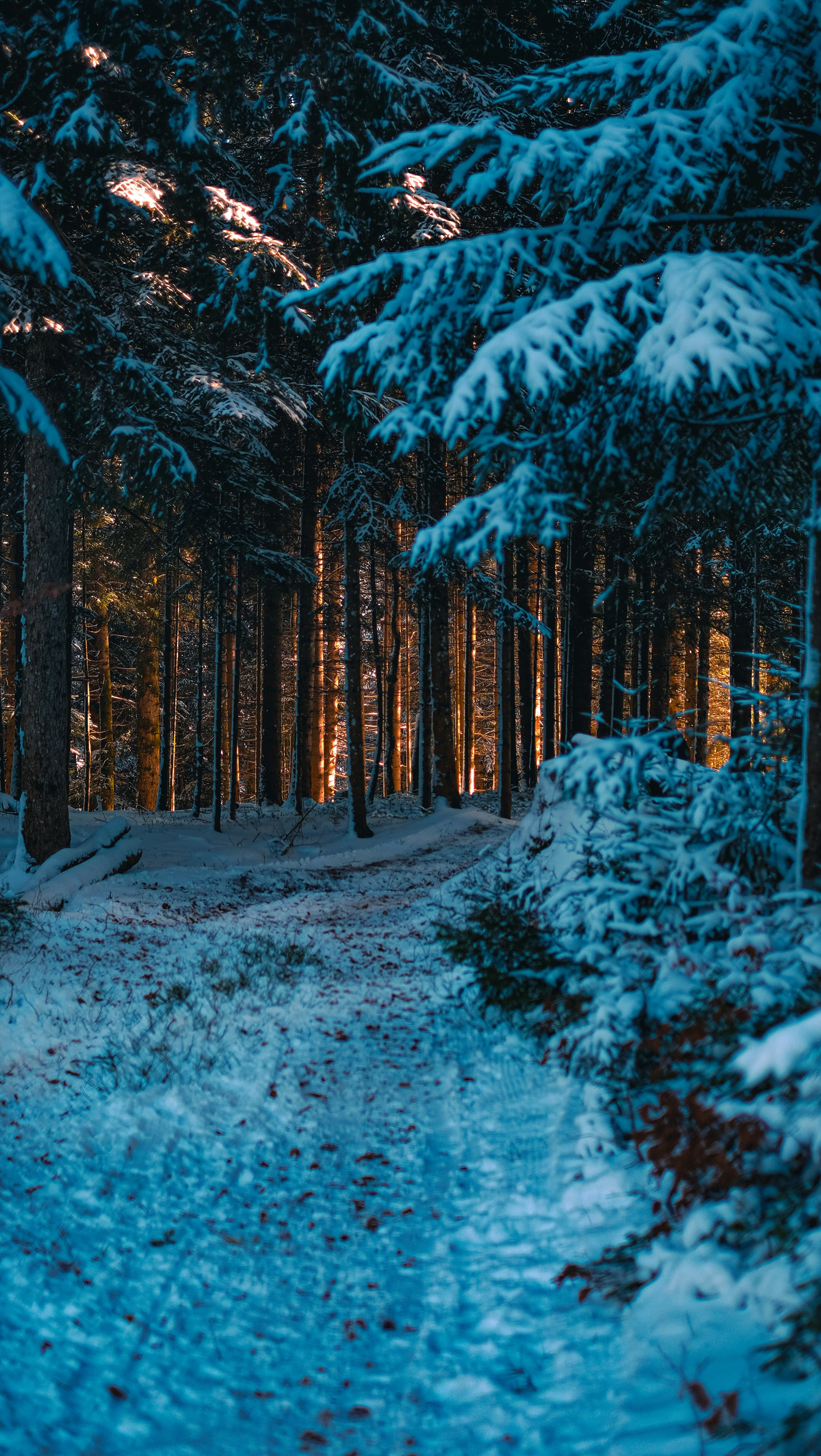Sunlit Corridor: Winter Forest Path Slicing Through Snowy Pines