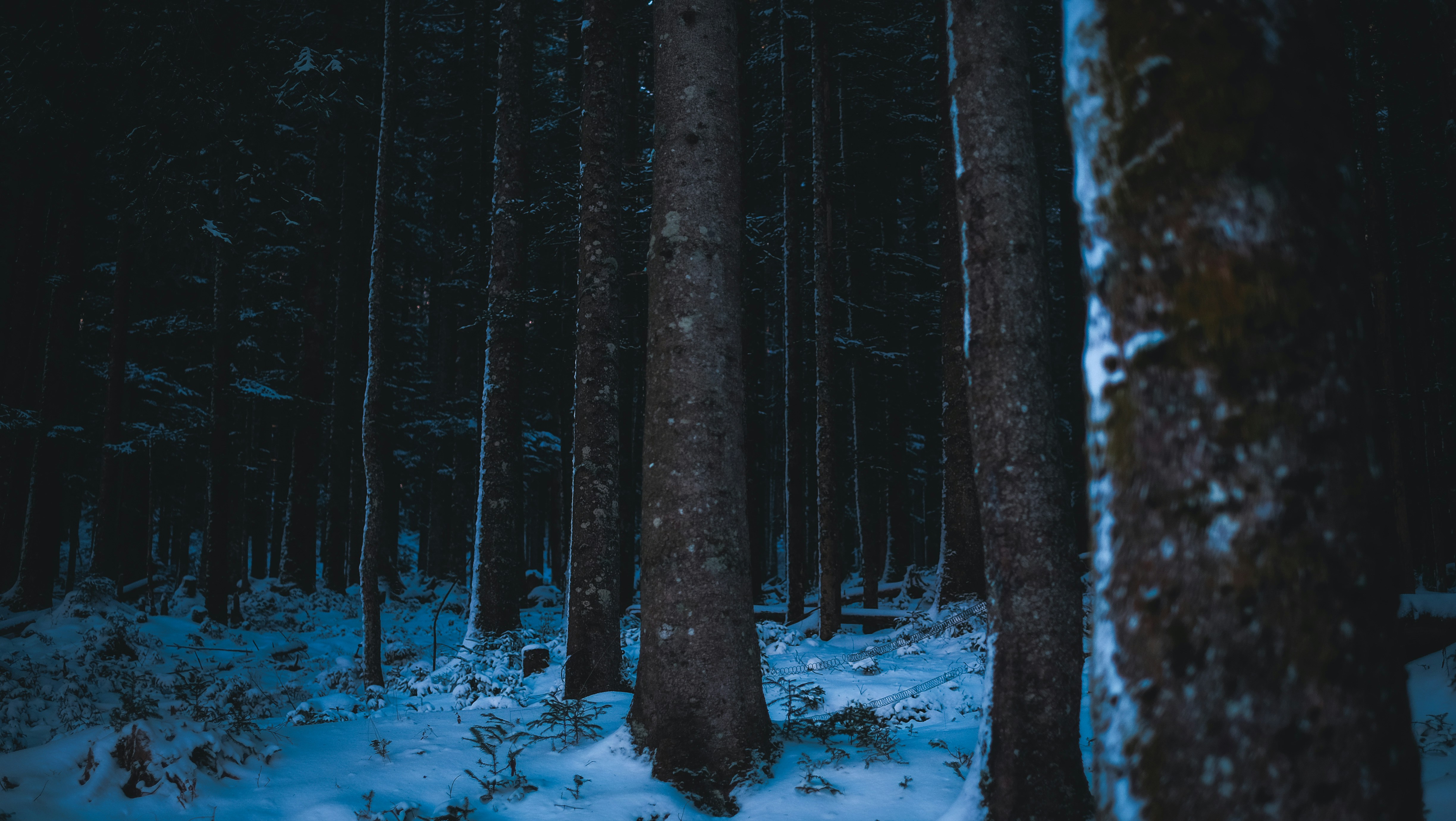 Midnight Pines: Snow Under Silent Trees