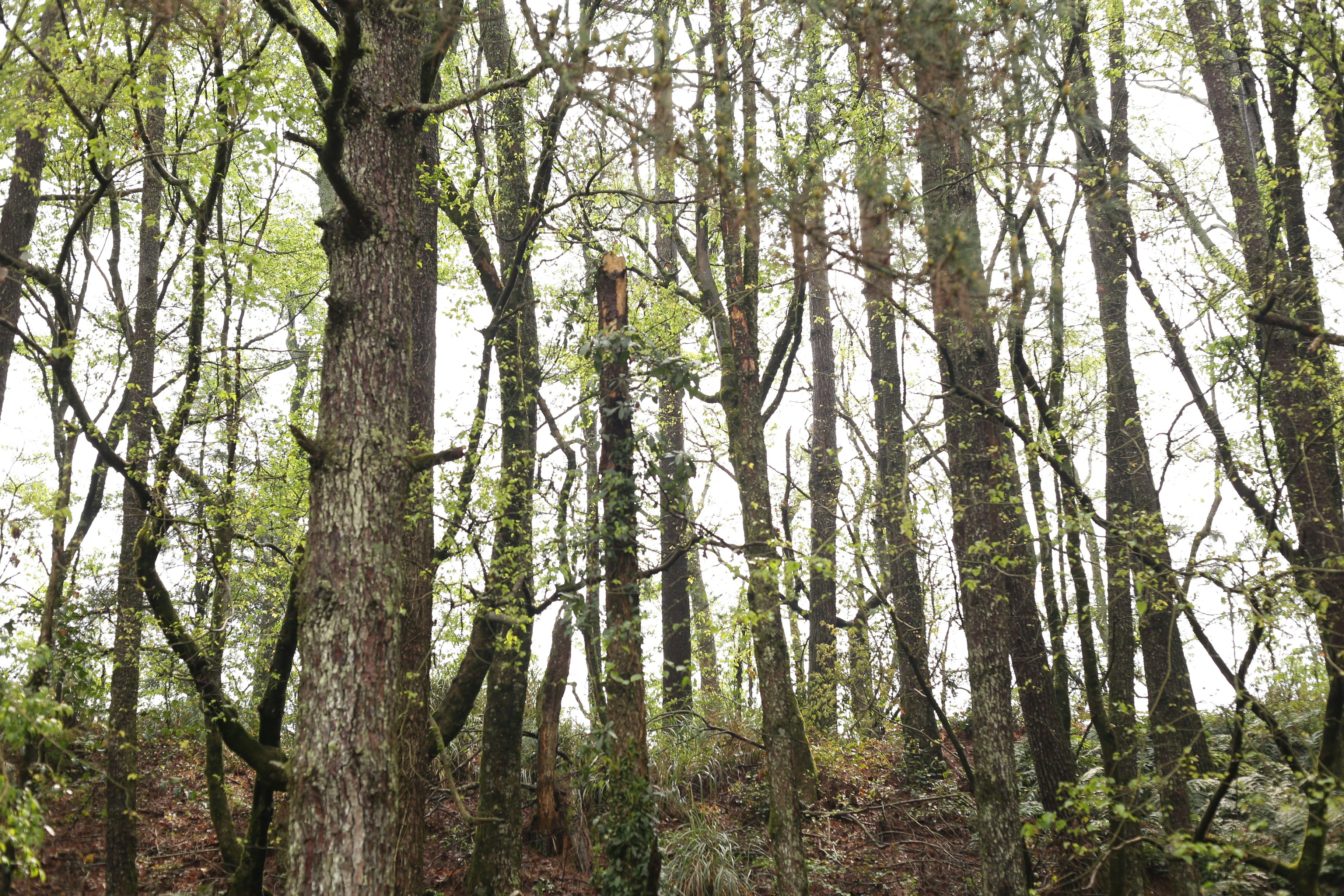Quiet Cathedral of Trees in Dappled Light