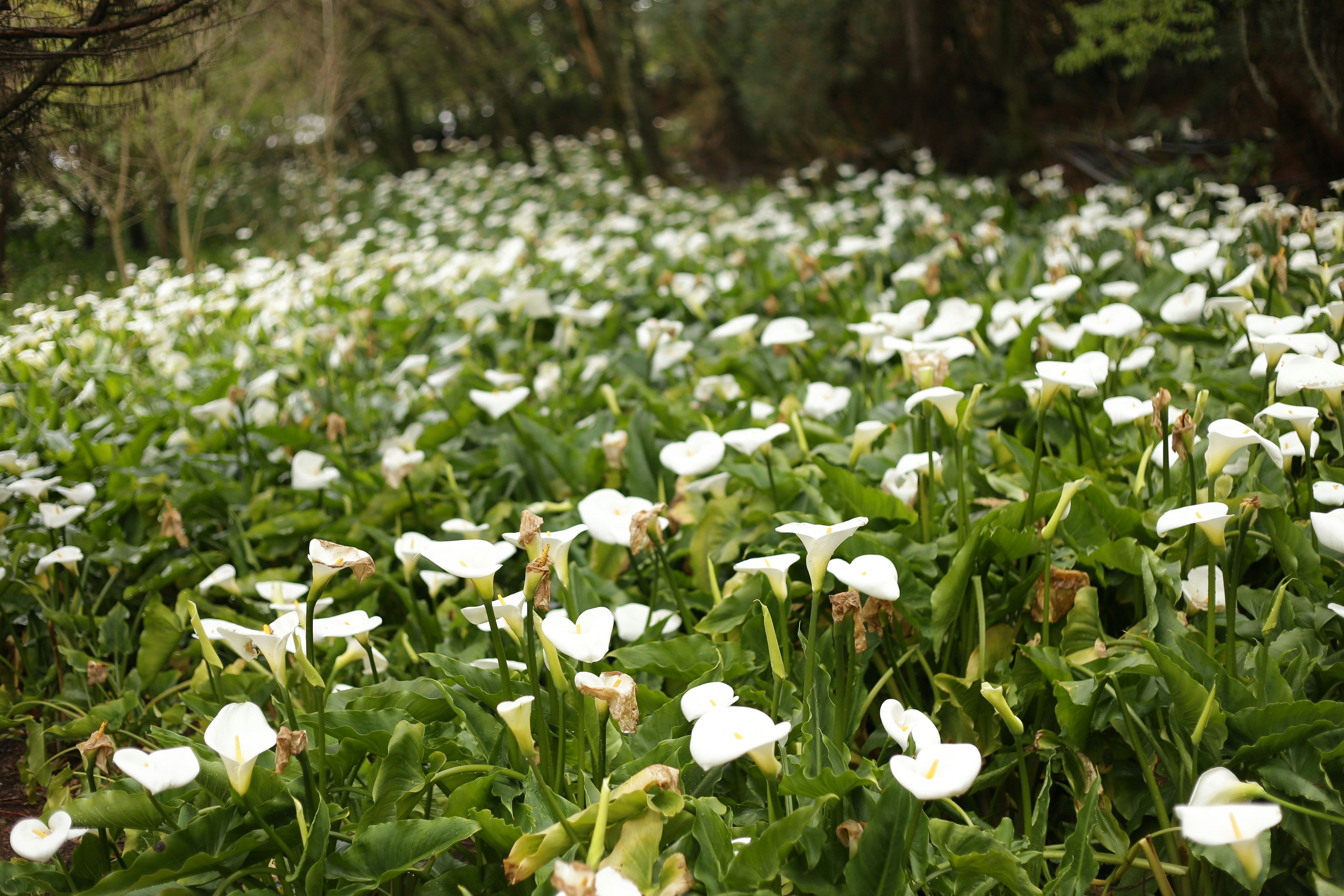 Sea of White Calla Lilies under a Shaded Canopy