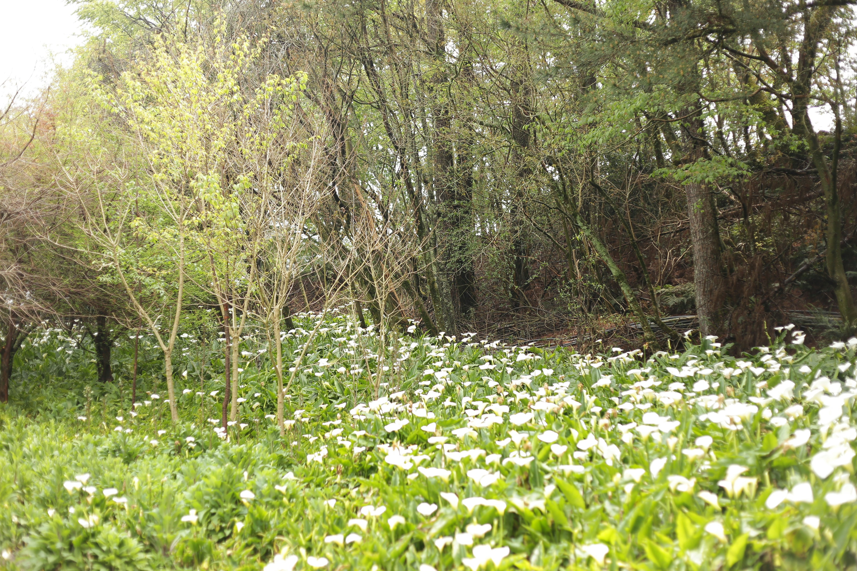 White blossoms carpet a sunlit forest edge