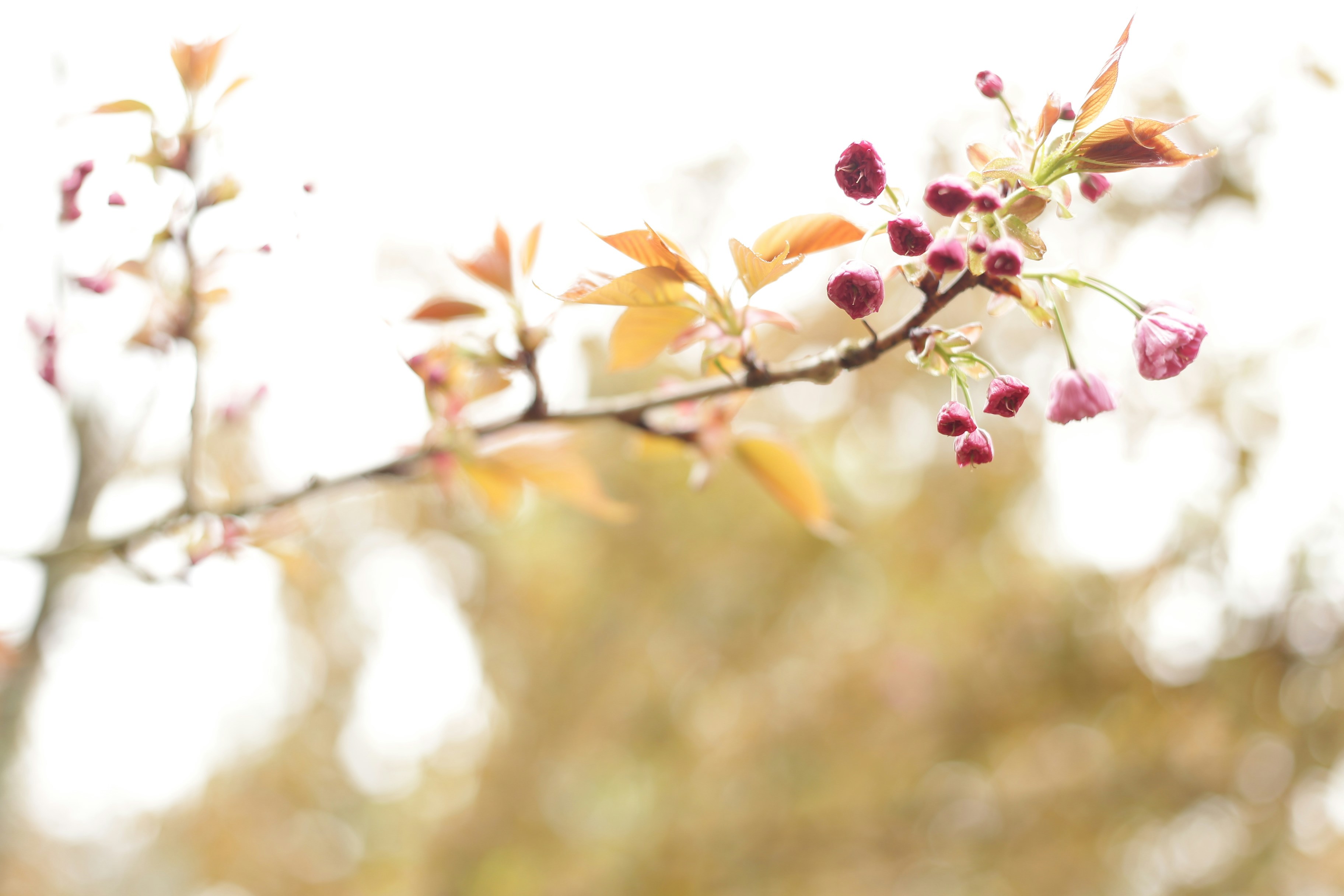 Blossoms in Soft Focus: A Delicate Spring Moment
