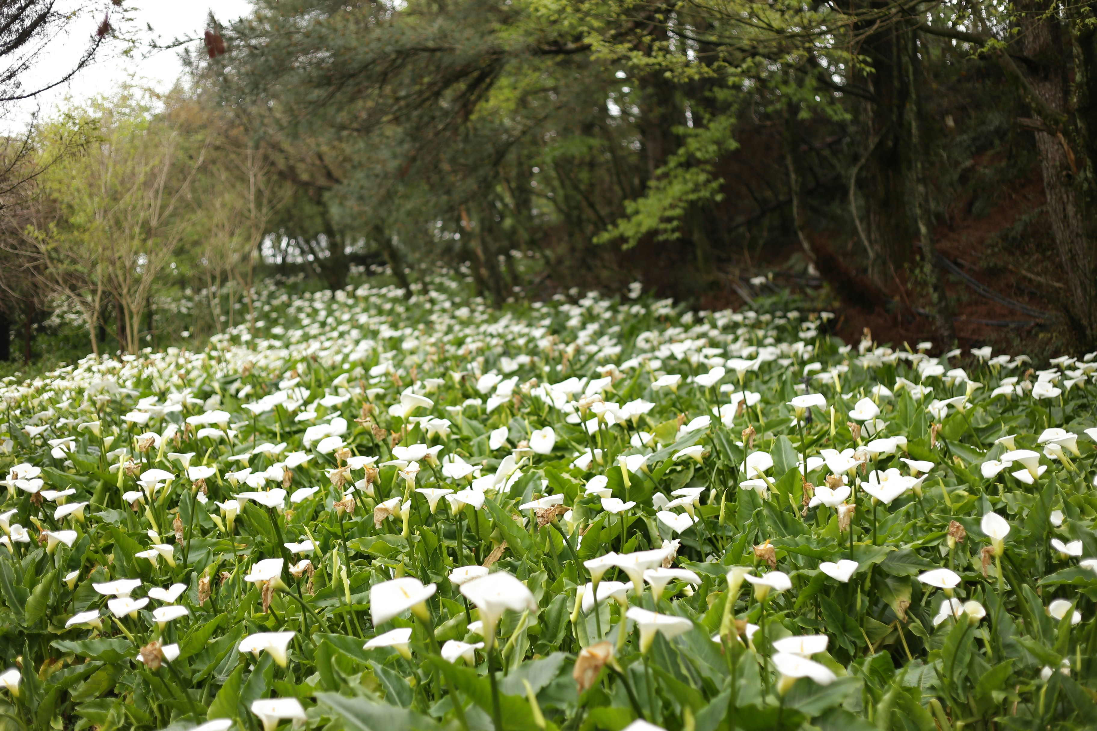 Field of white blooms under a shaded canopy