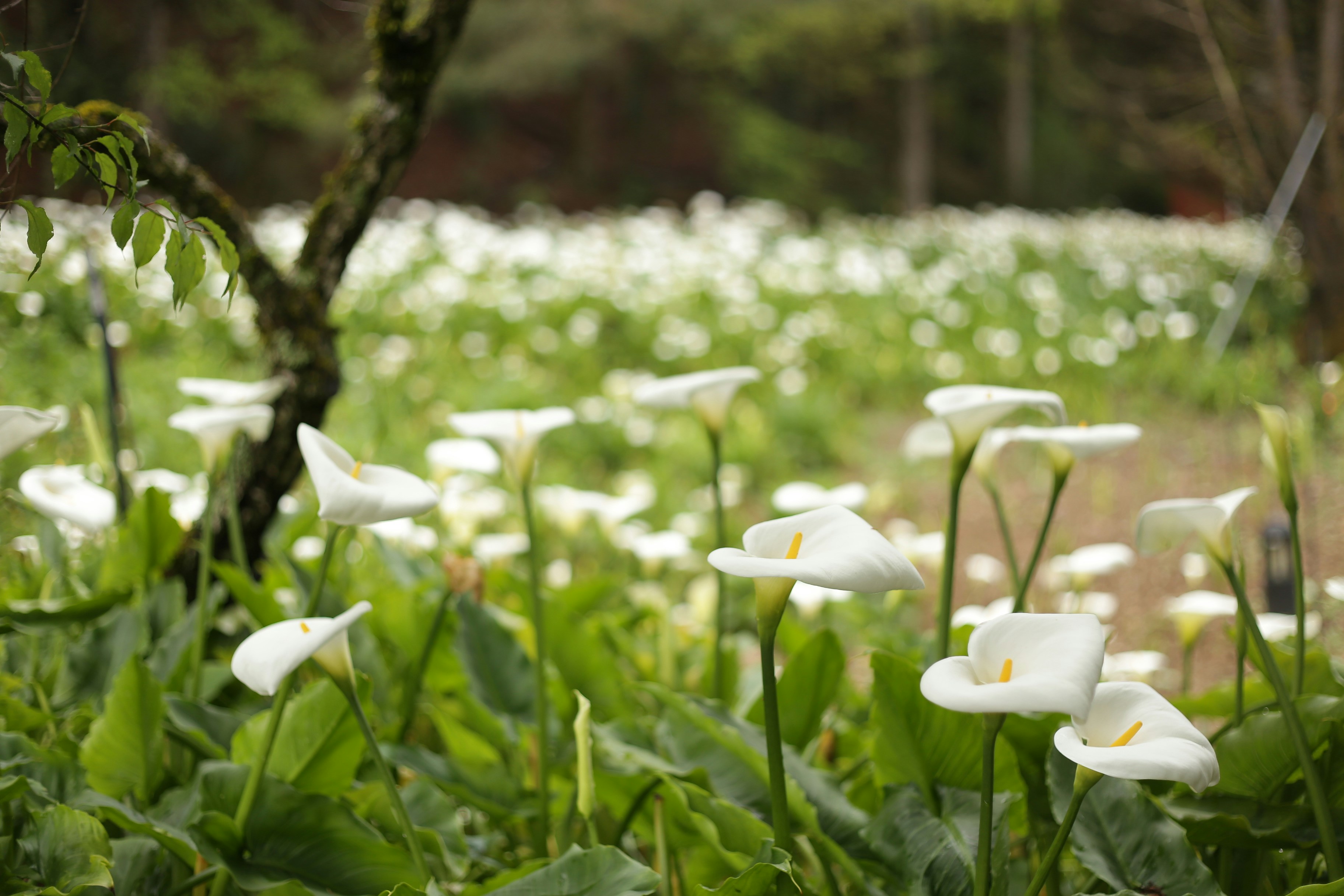 White Calla Glade: A Quiet Meadow in Bloom
