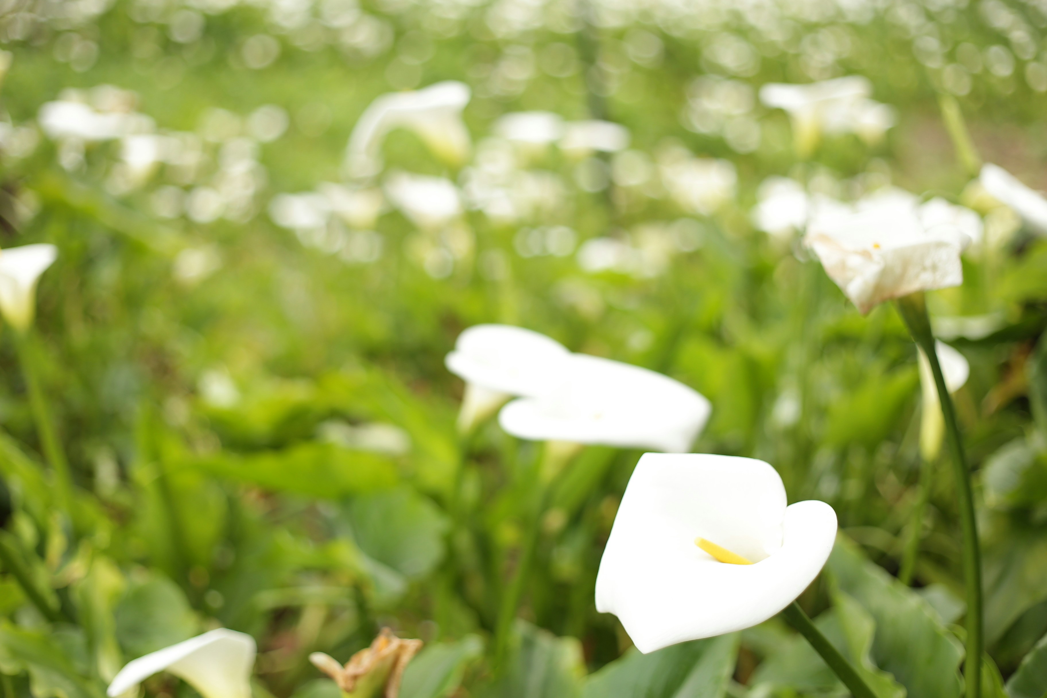 White Calla Lilies in a Misty Meadow