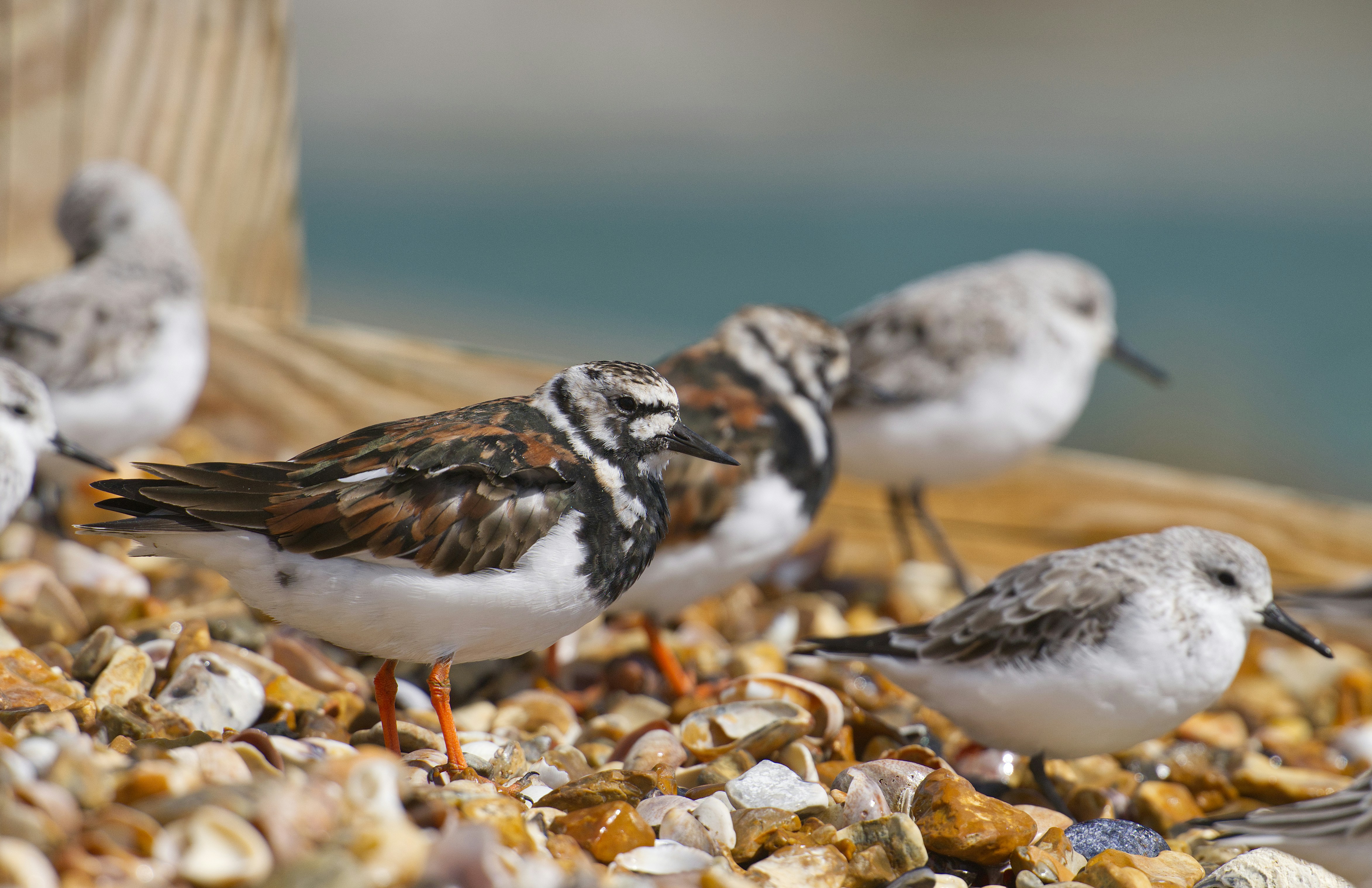 Beady-eyed Onlookers on a Pebble Stage