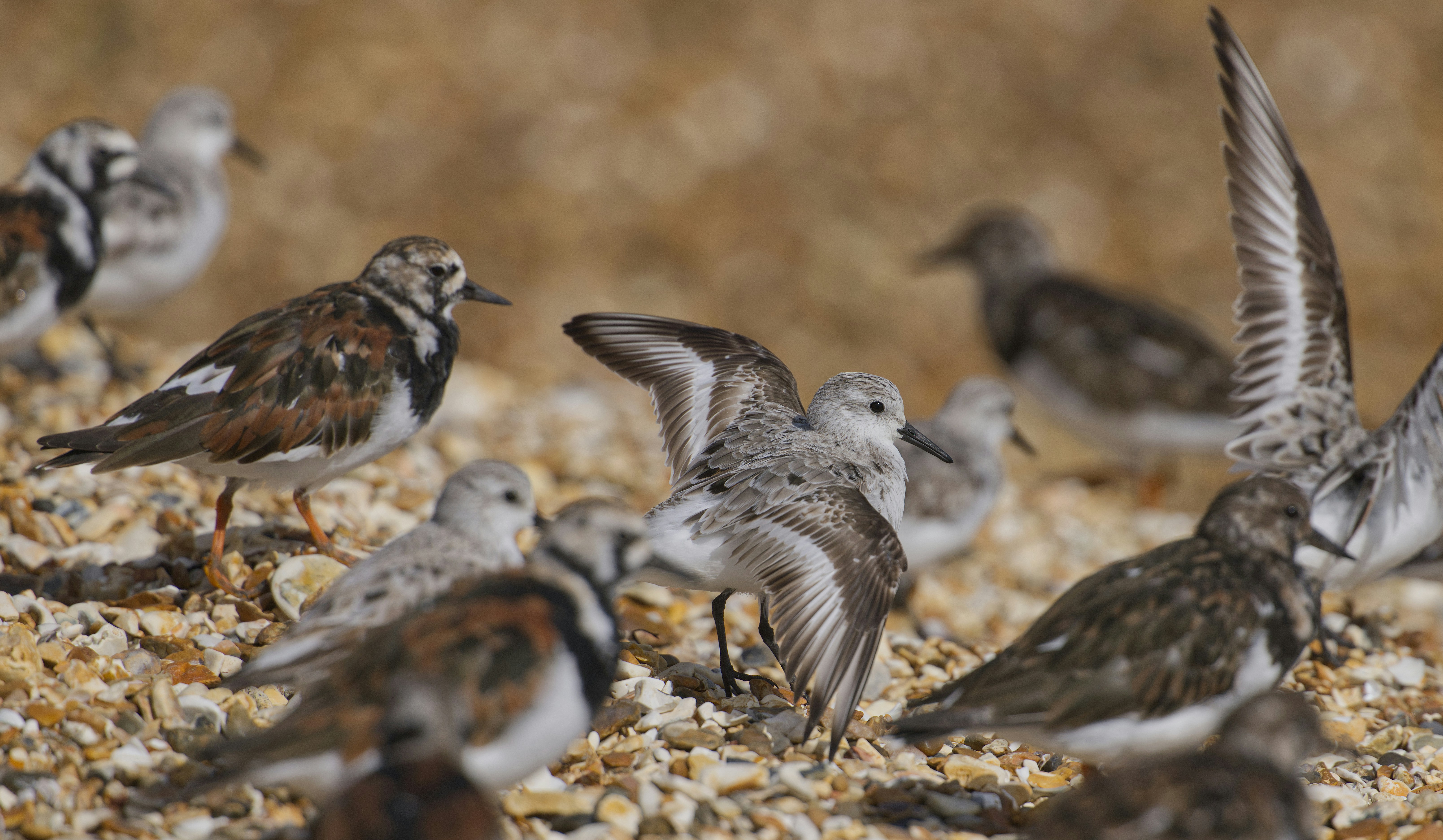 Feathered Commune in Reeds and Pebbles