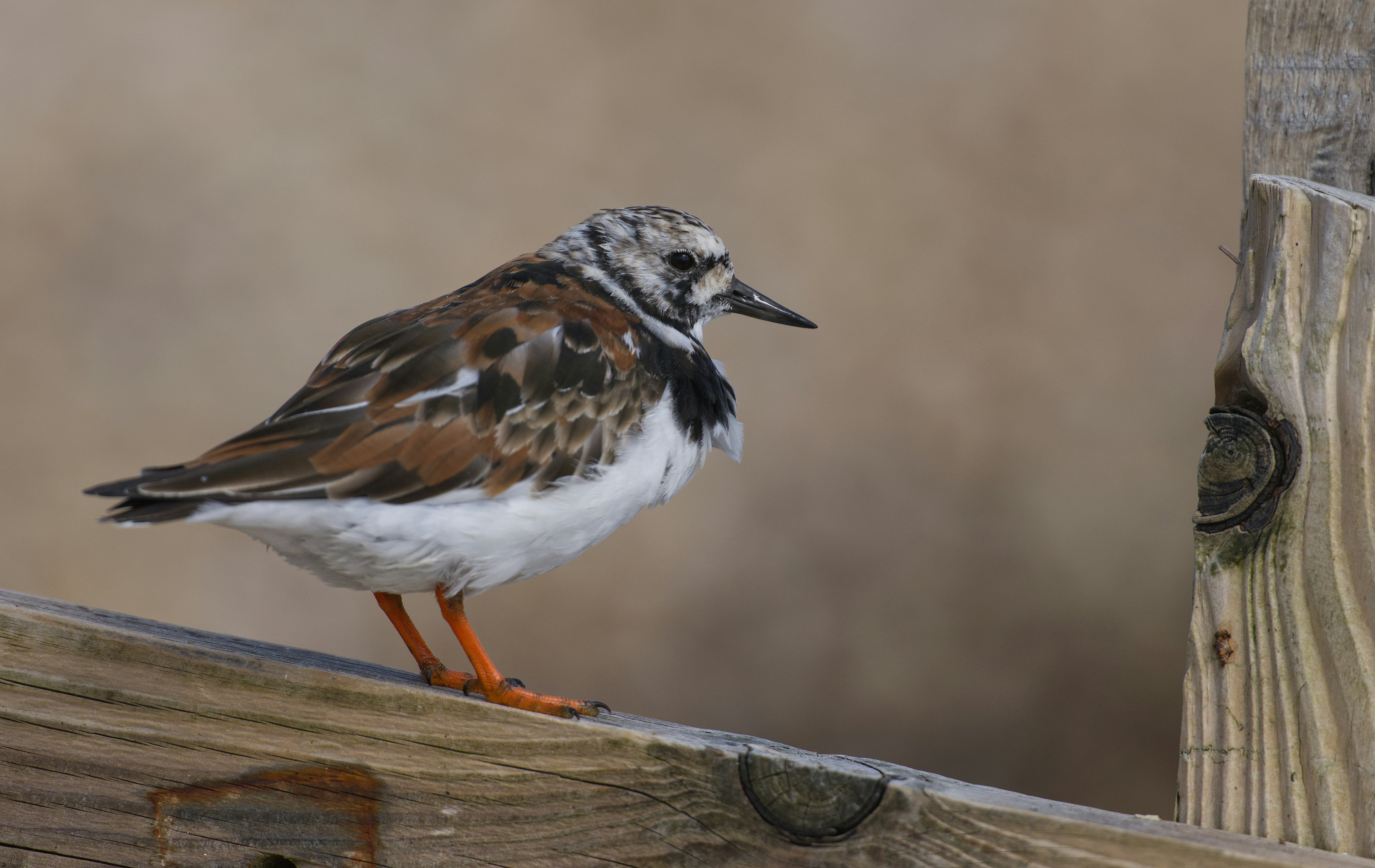 Robin on Weathered Wood: A Quiet Perch in Neutral Light