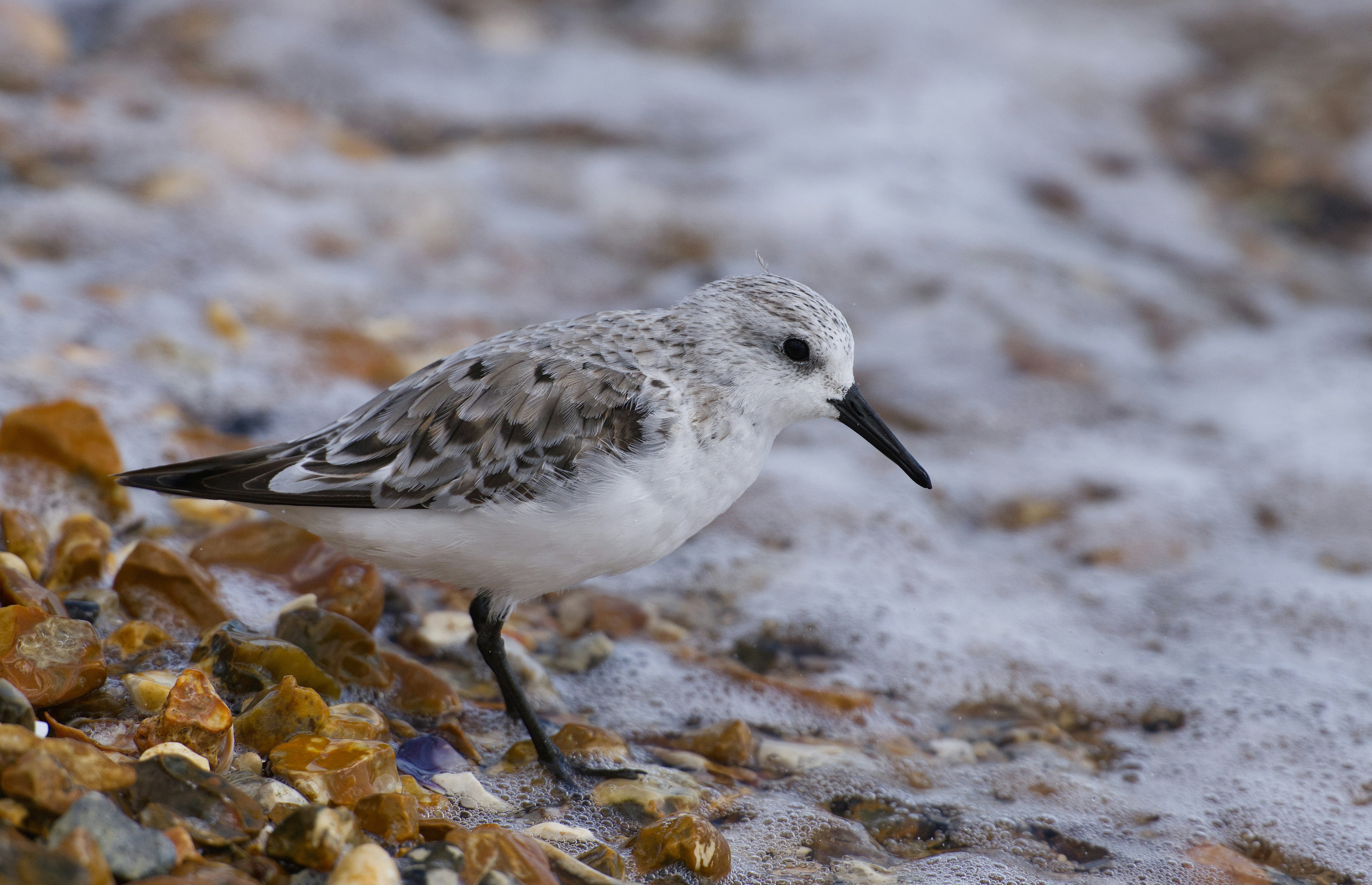 Tiny Shoreline Wanderer: A Dainty Sandpiper Among Pebbles