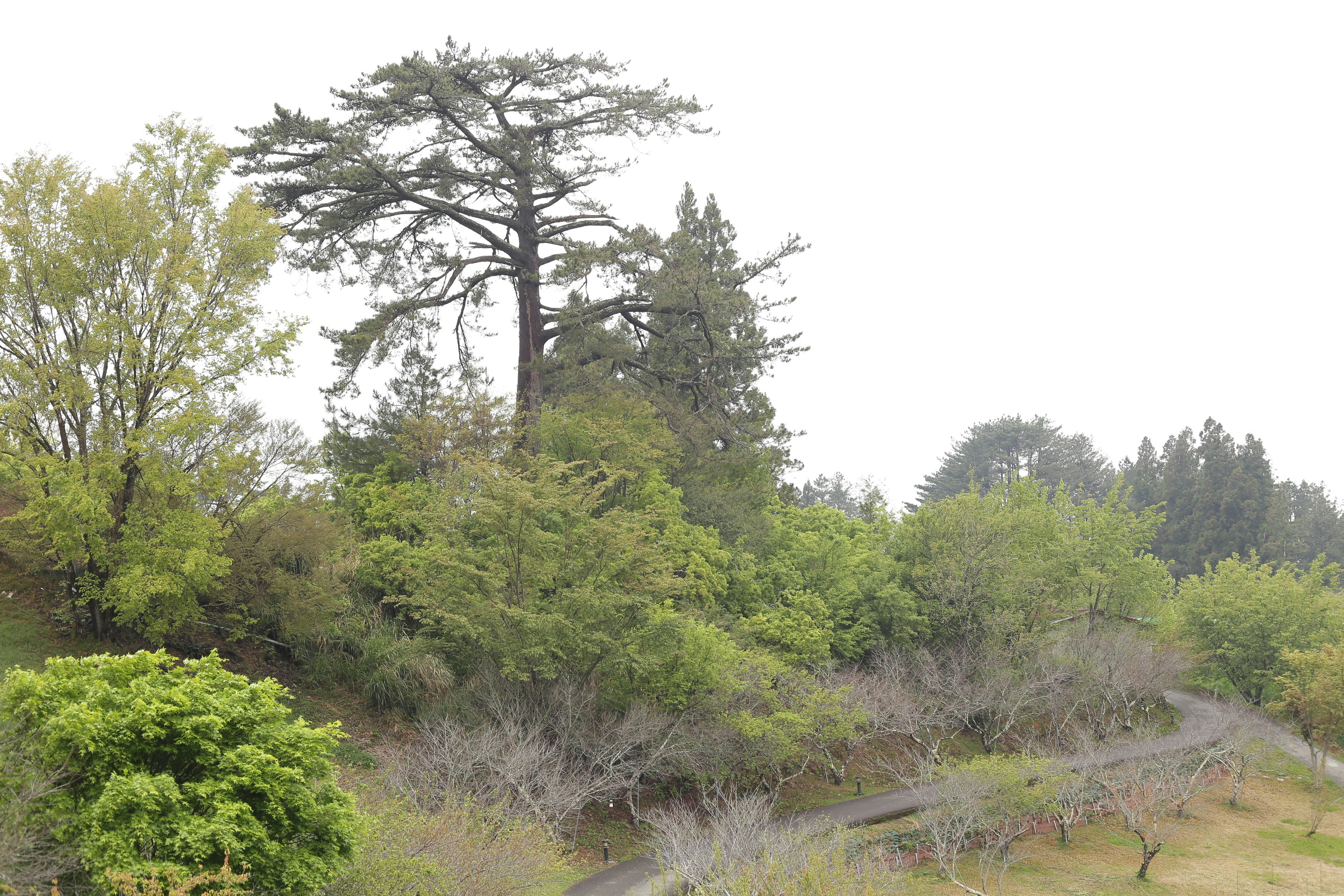 Emerald Canopy: A Quiet Ridge of Trees