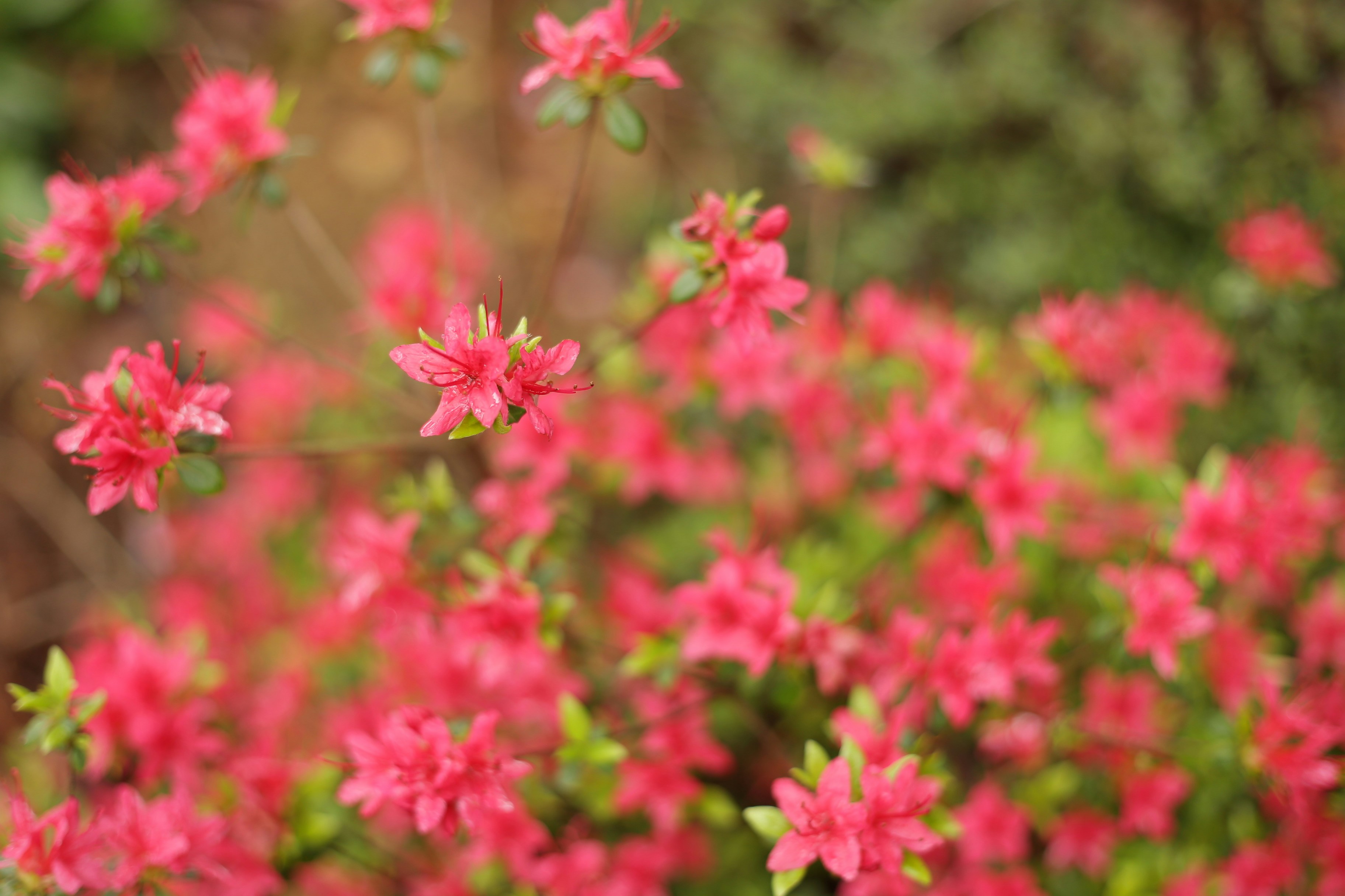 Soft Bloom: A single foreground blossom in a sea of pink