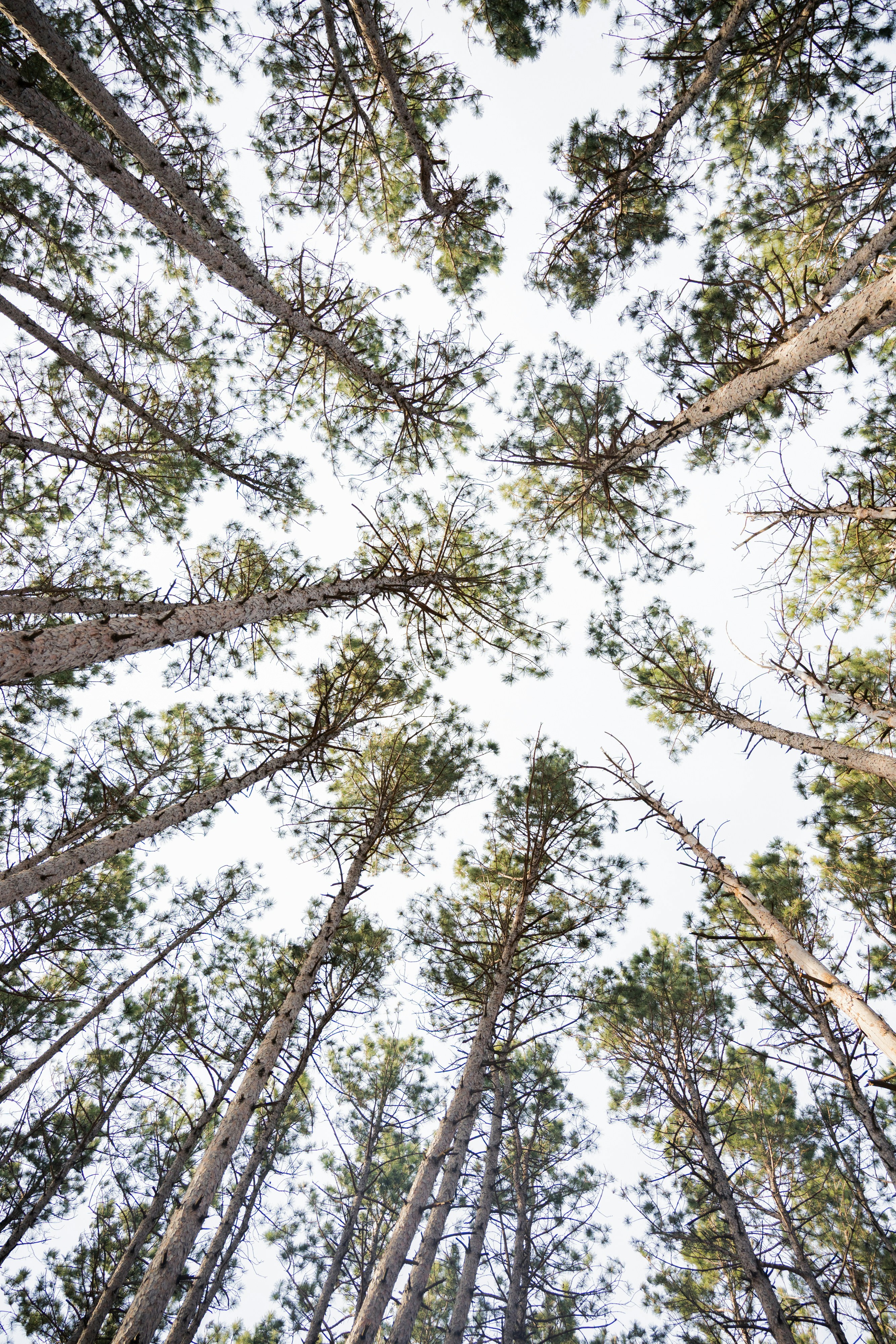 Skyward Pines: A Perspective Through Towering Treelines