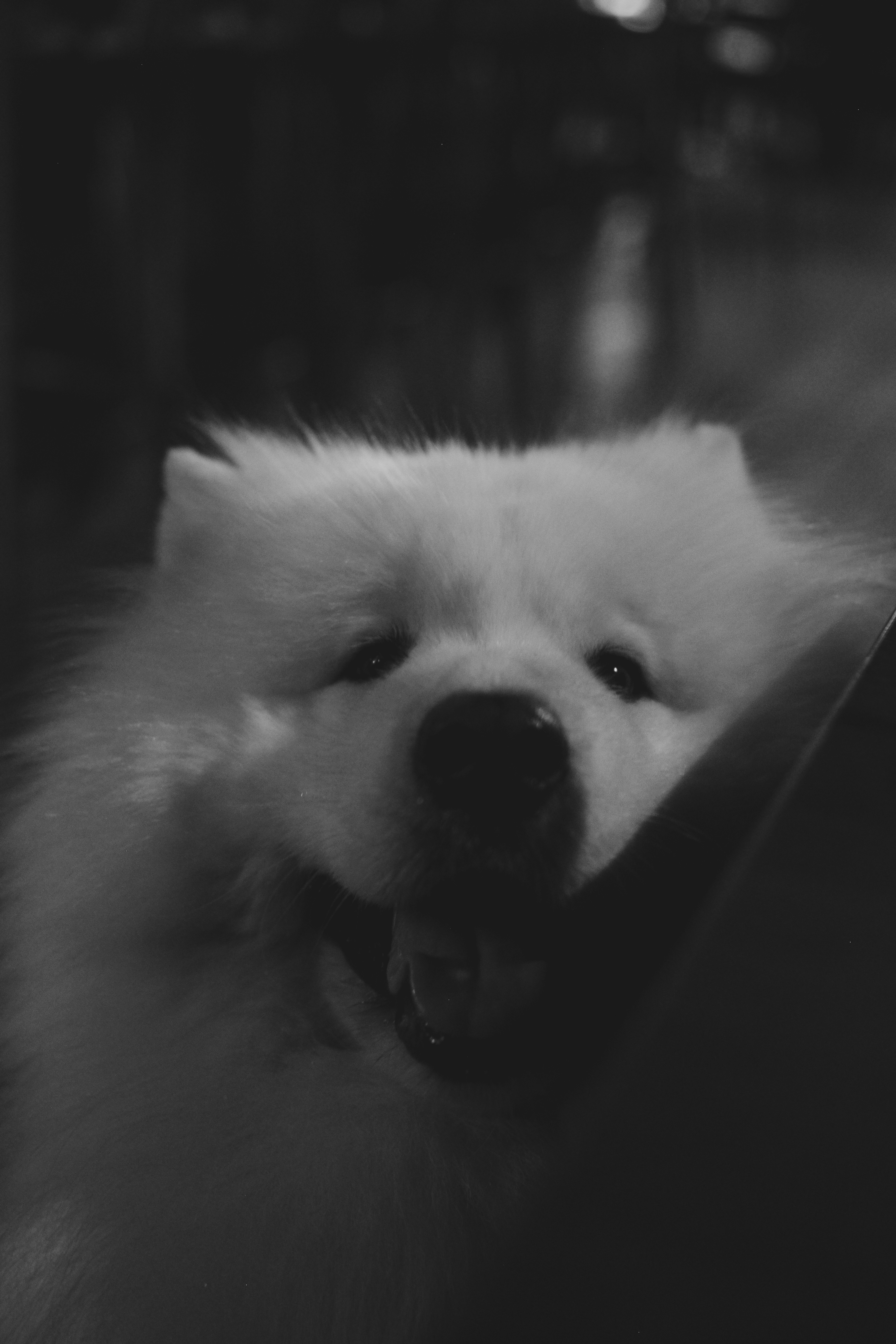 Smiling Pup Through Glass: A Soft-Shadowed Moment