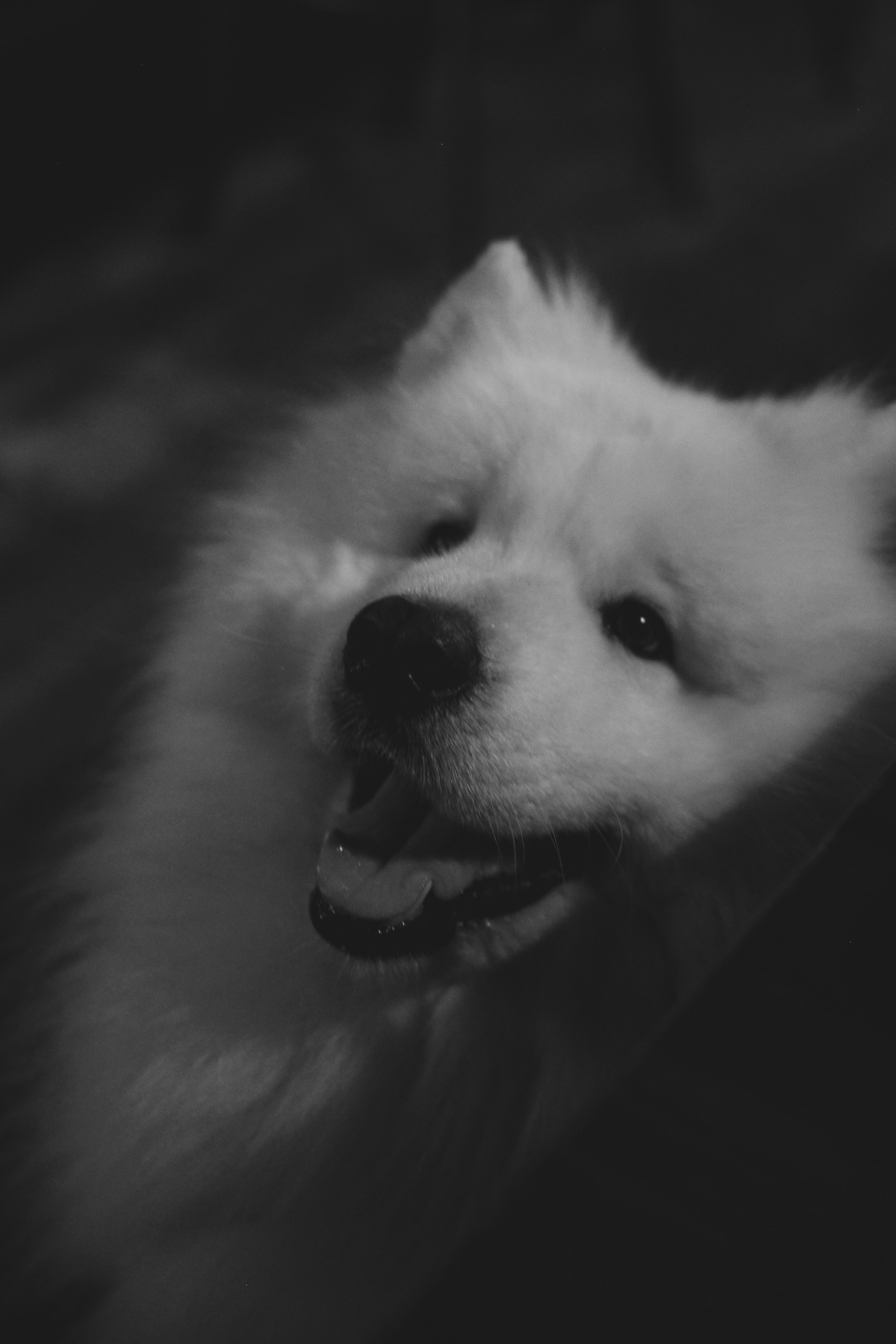 Bathed in Quiet: A Steady Smile of White Fur