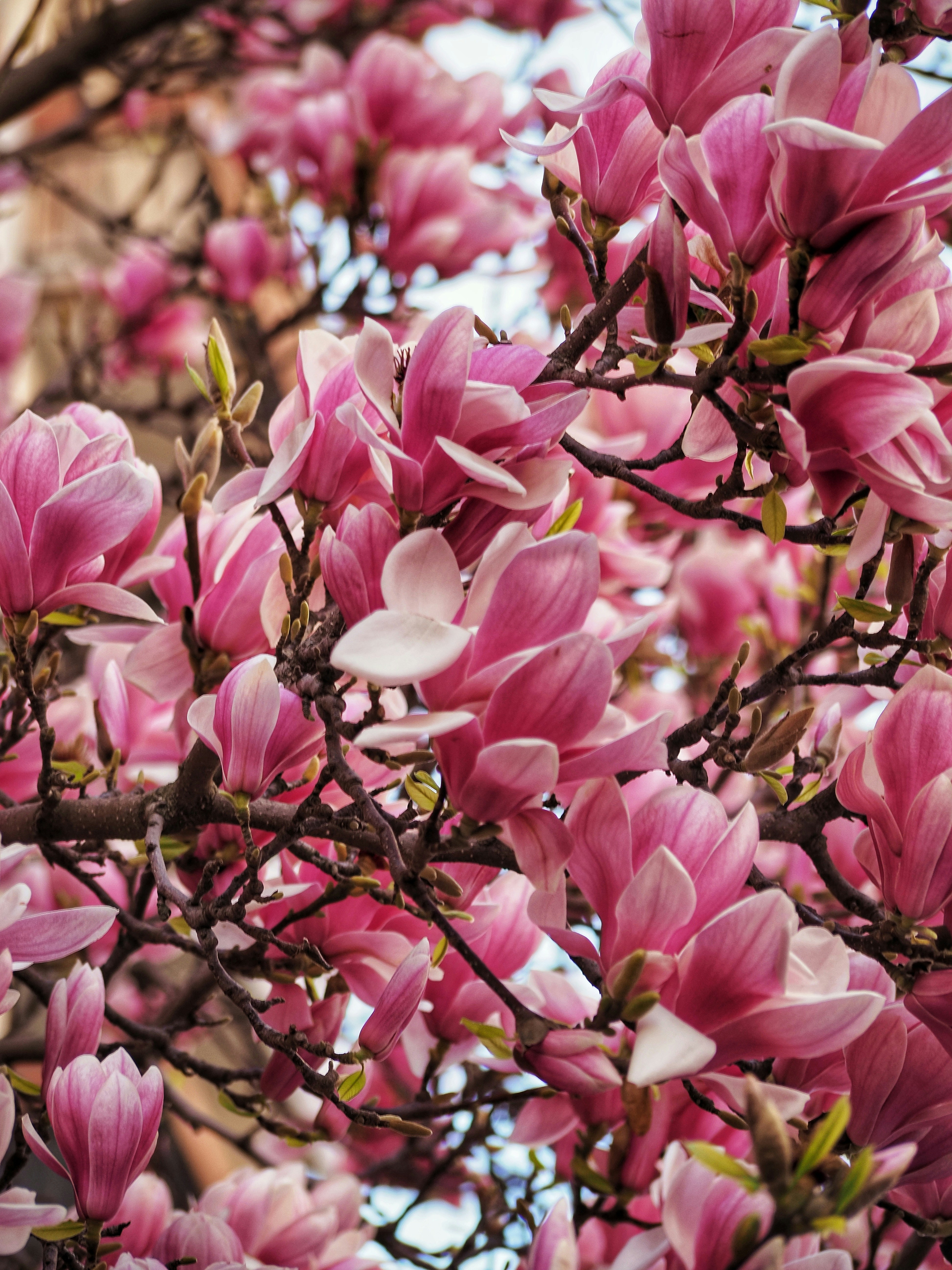 Blossom Constellation: Pink Magnolia Amid Winter Branches