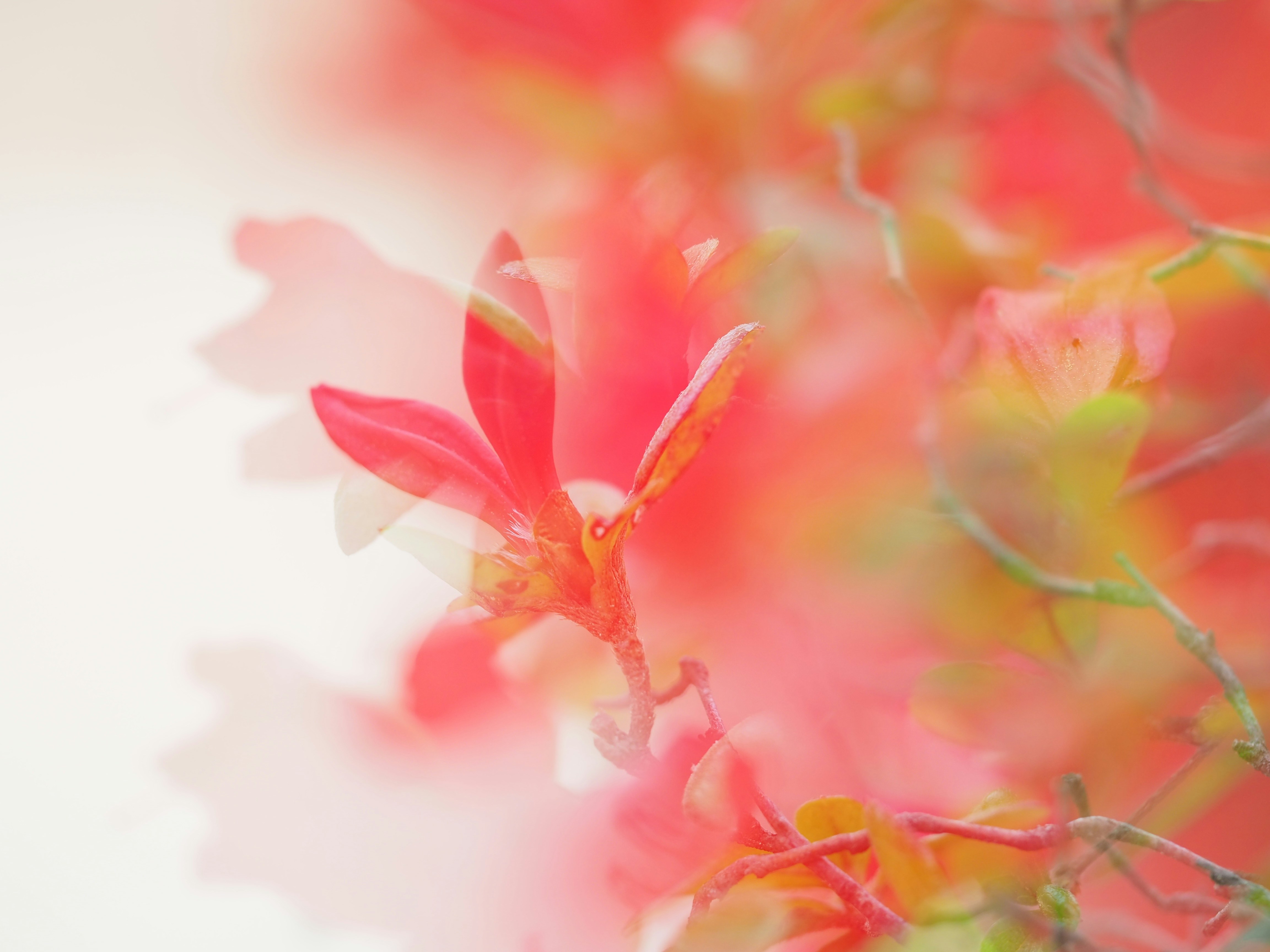 Soft Petal Glow: A Close Encounter with Colorful Blooms