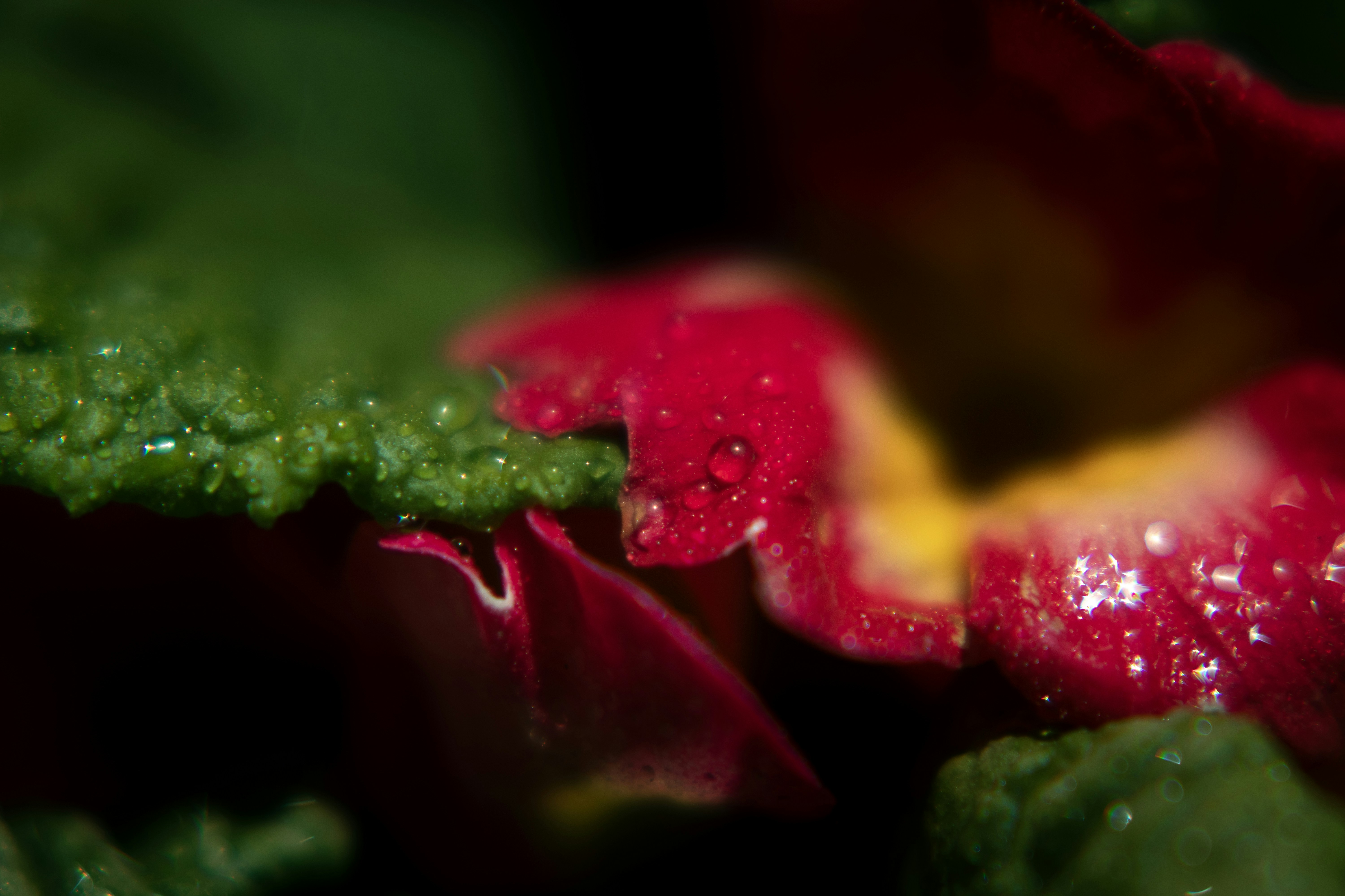 Crimson Petal Drops: Macro Detail in a Glowing Bud
