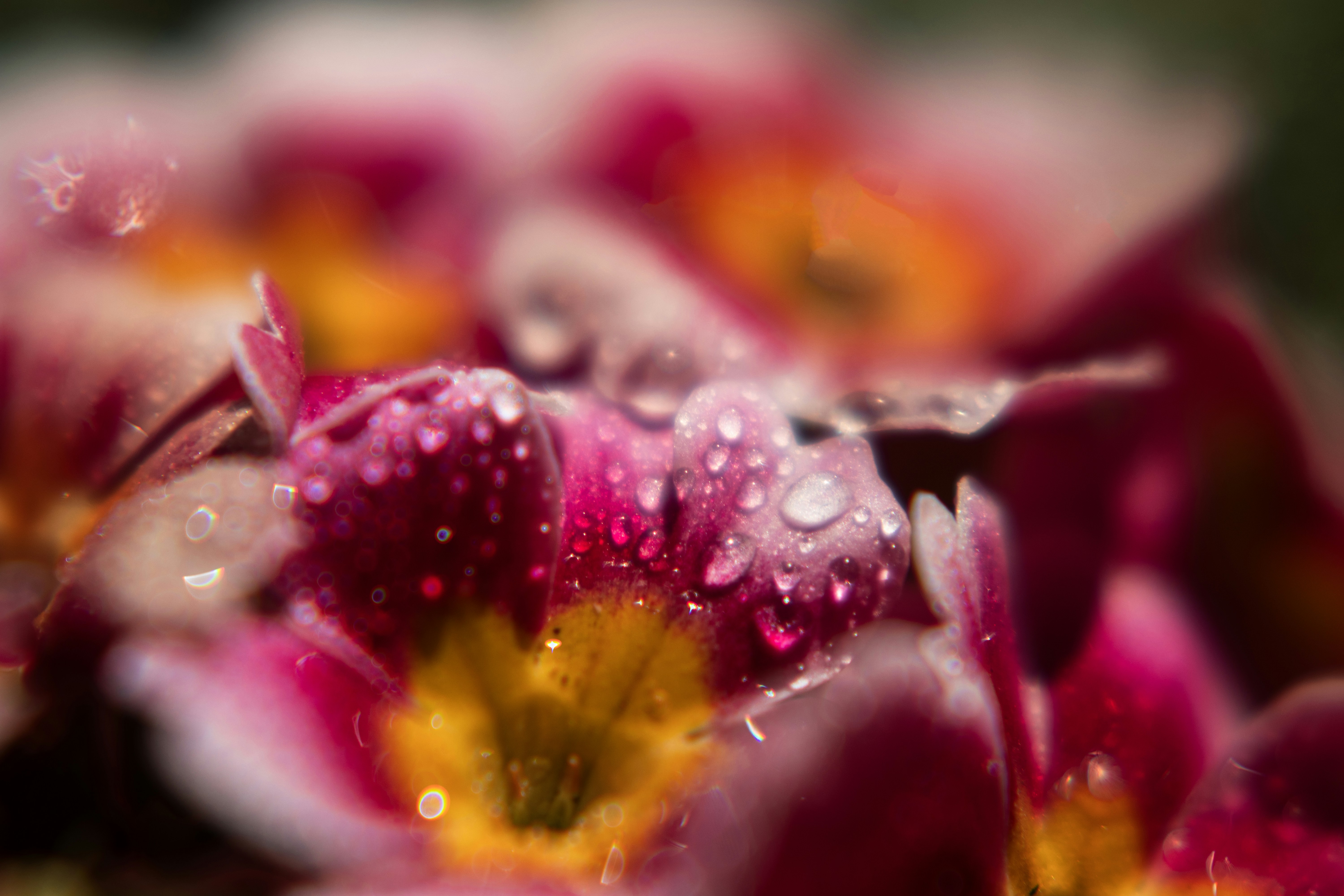Dew-kissed Magenta Poppies: A Close-Up Burst of Color