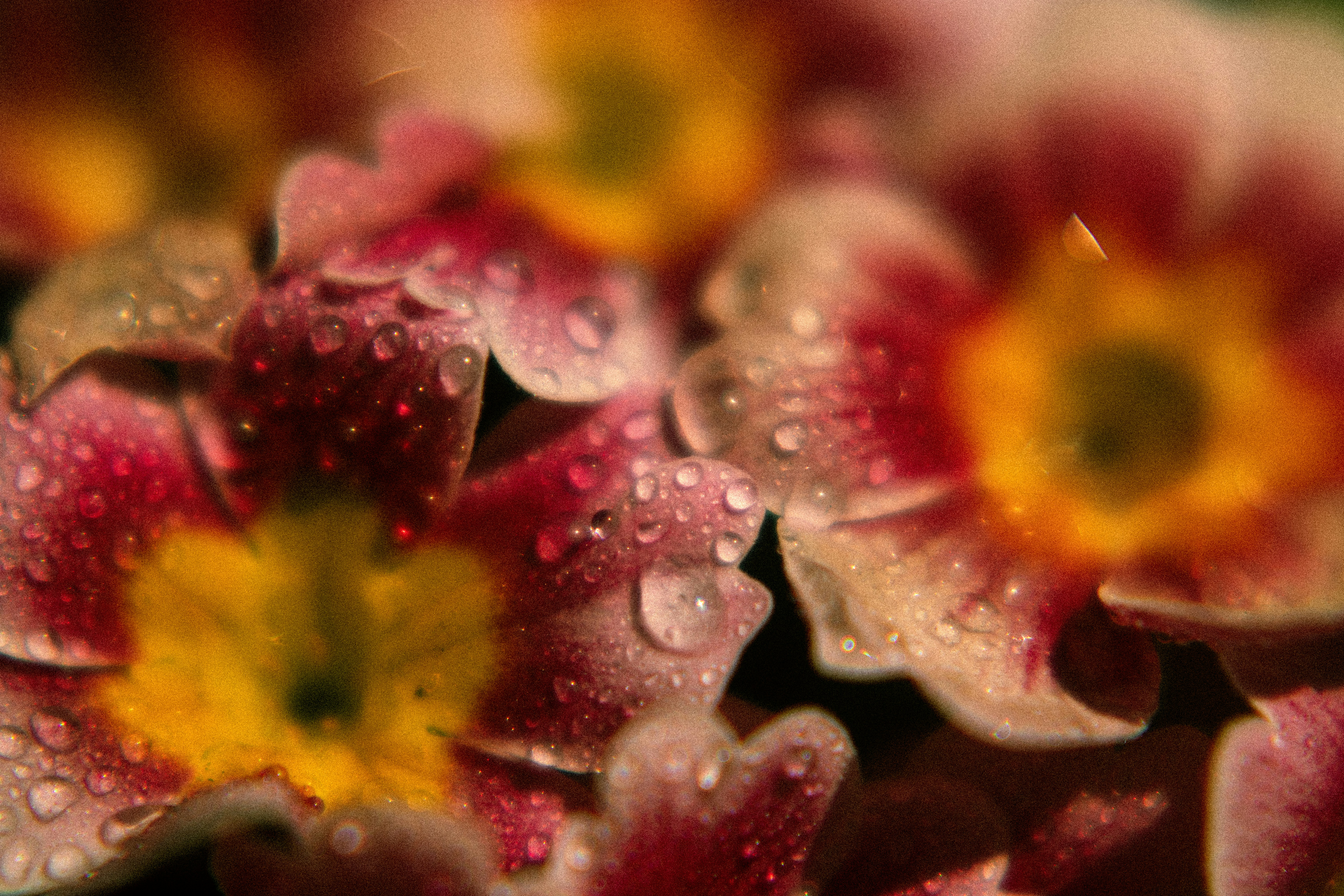 Dew-kissed Primrose Cluster: Vivid Macro Bloom Details