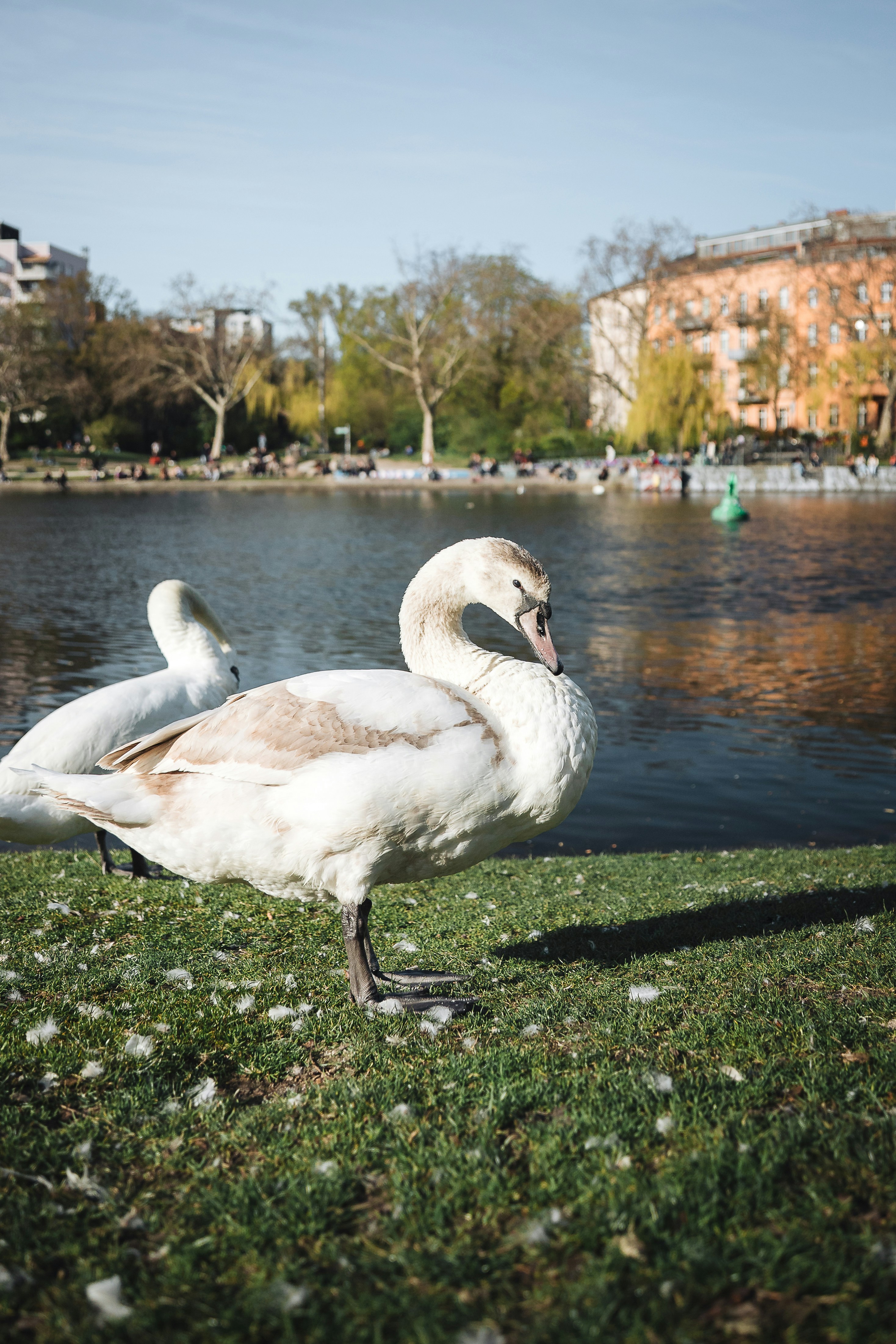 Lone Swan at the Riverside Park