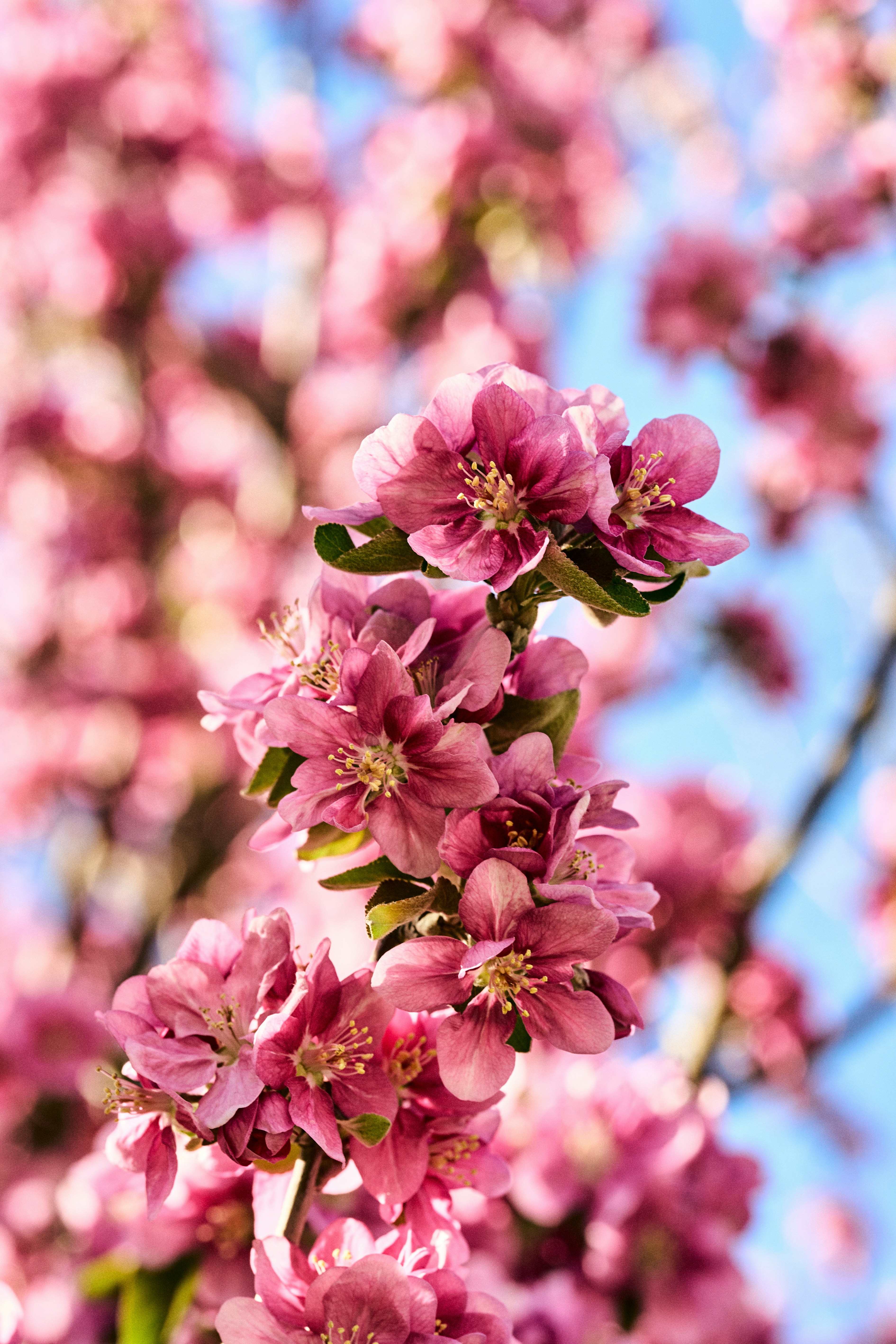 Graceful Pink Bloom Cascade Against a Clear Spring Sky