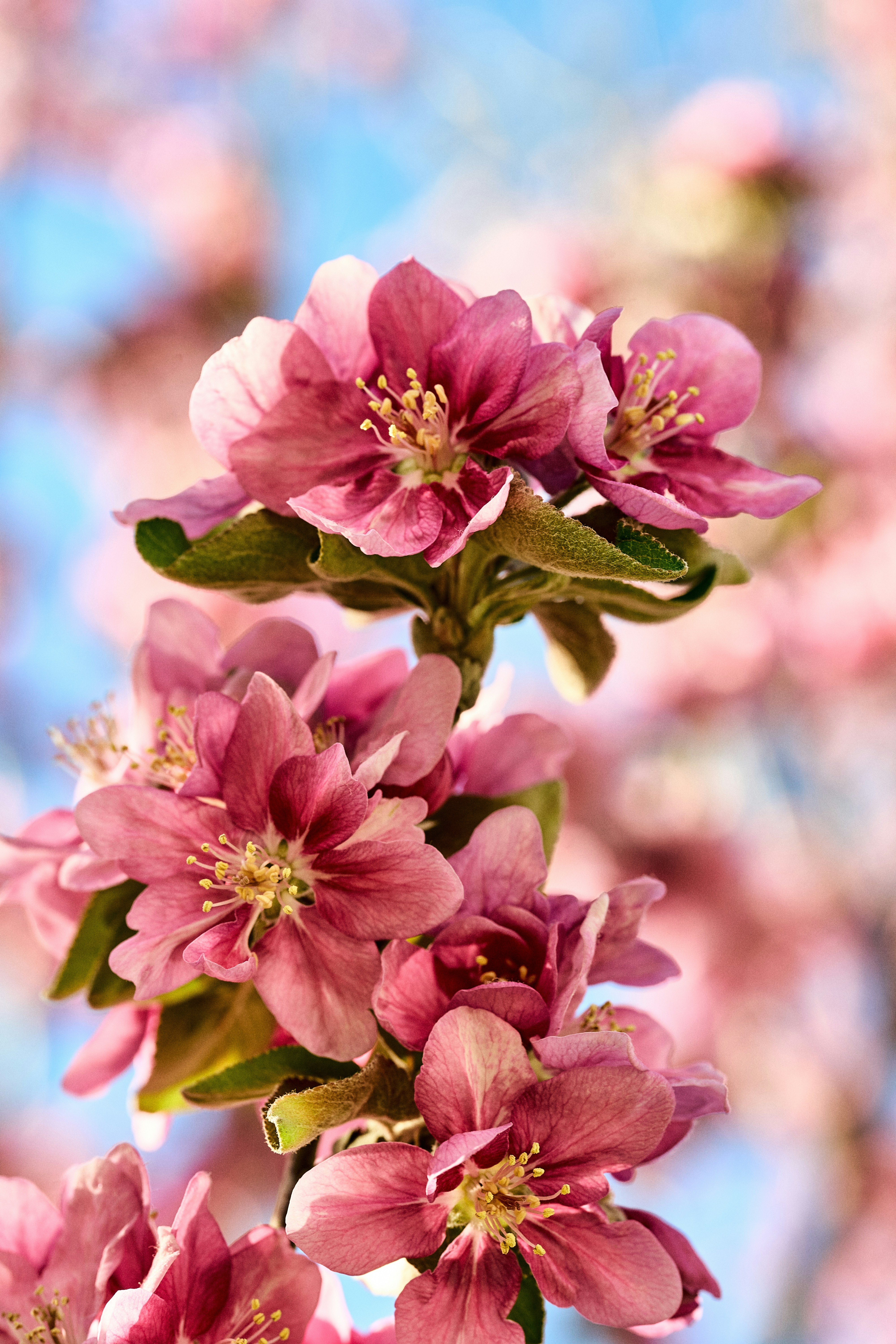 Petal Cascade: Pink Blooms Against a Dreamy Bluest Sky