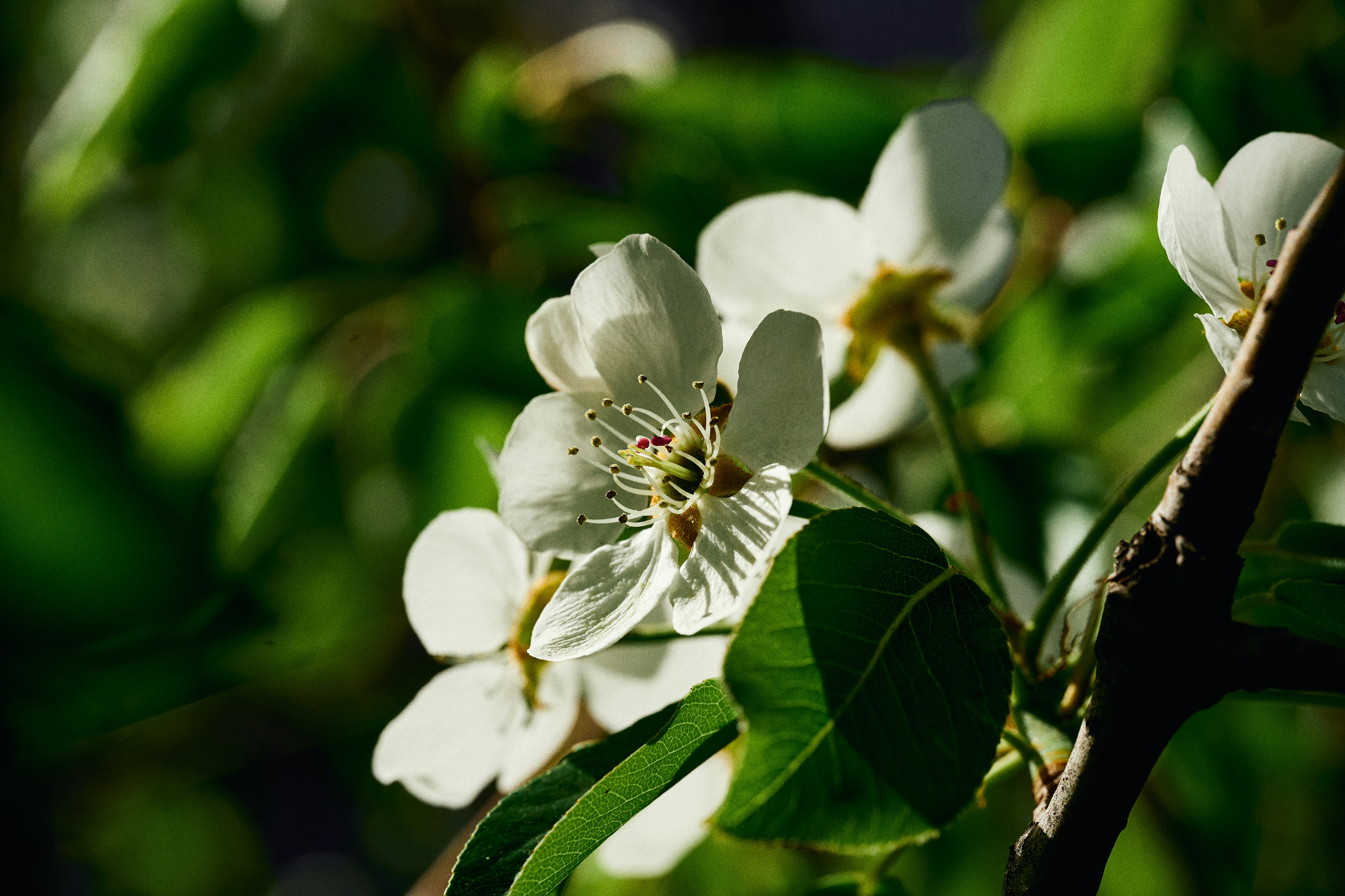 Morning Bloom: White Flowers Framed by Green Foliage