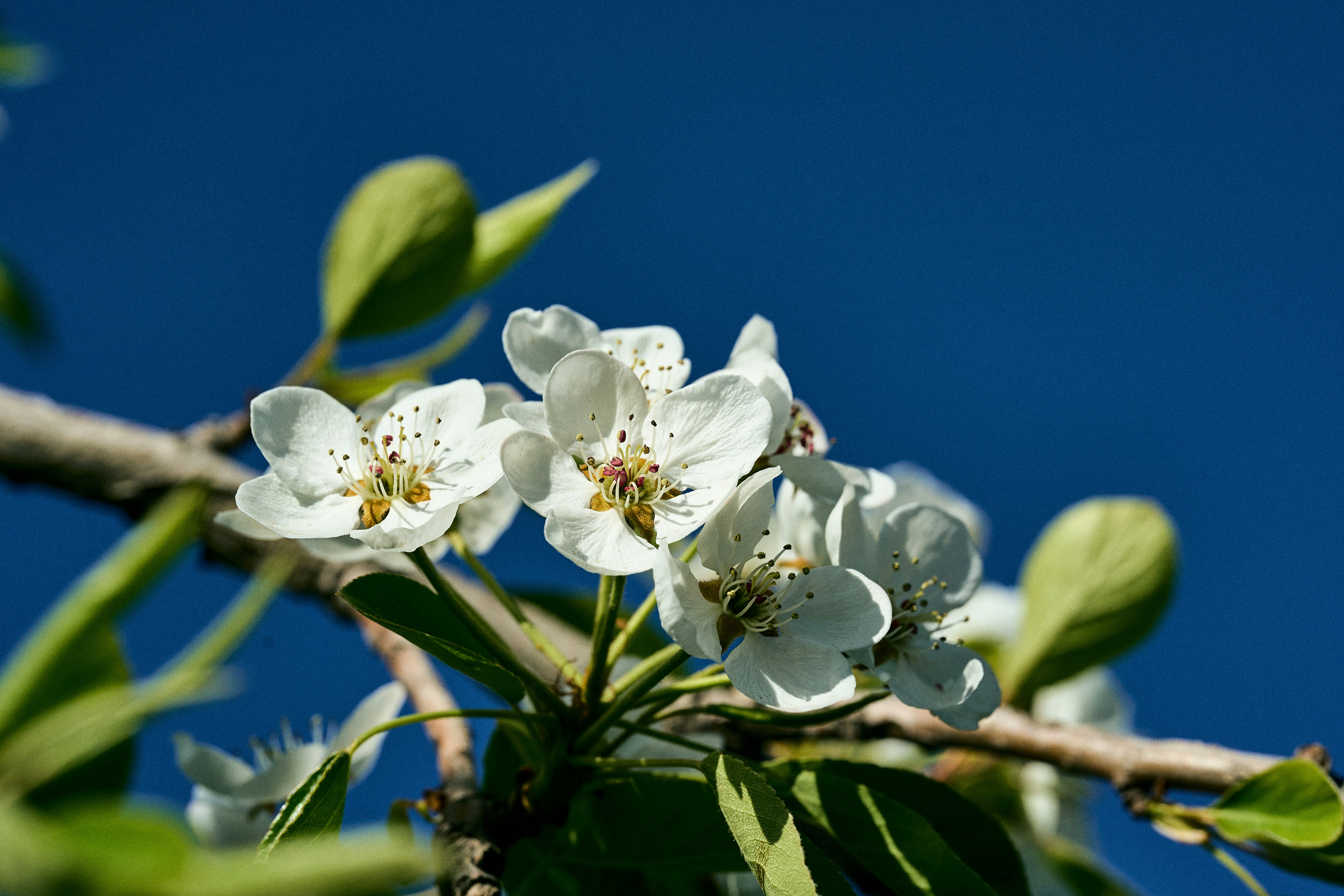 Azure Sky Bloom: White Blossoms Against a Clear Blue Backdrop