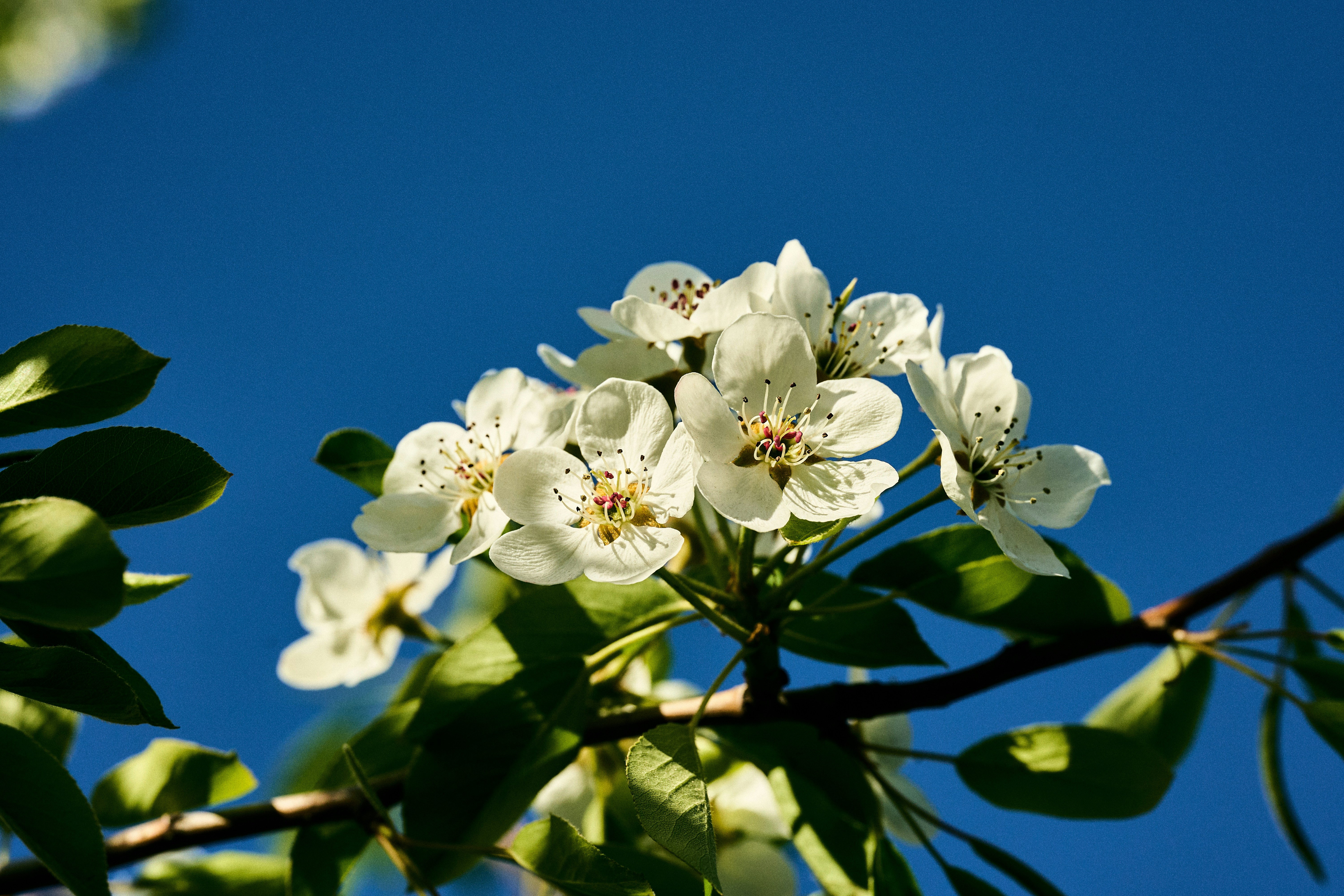 Azure Bloom: White Flowers Posed Against a Clear Sky