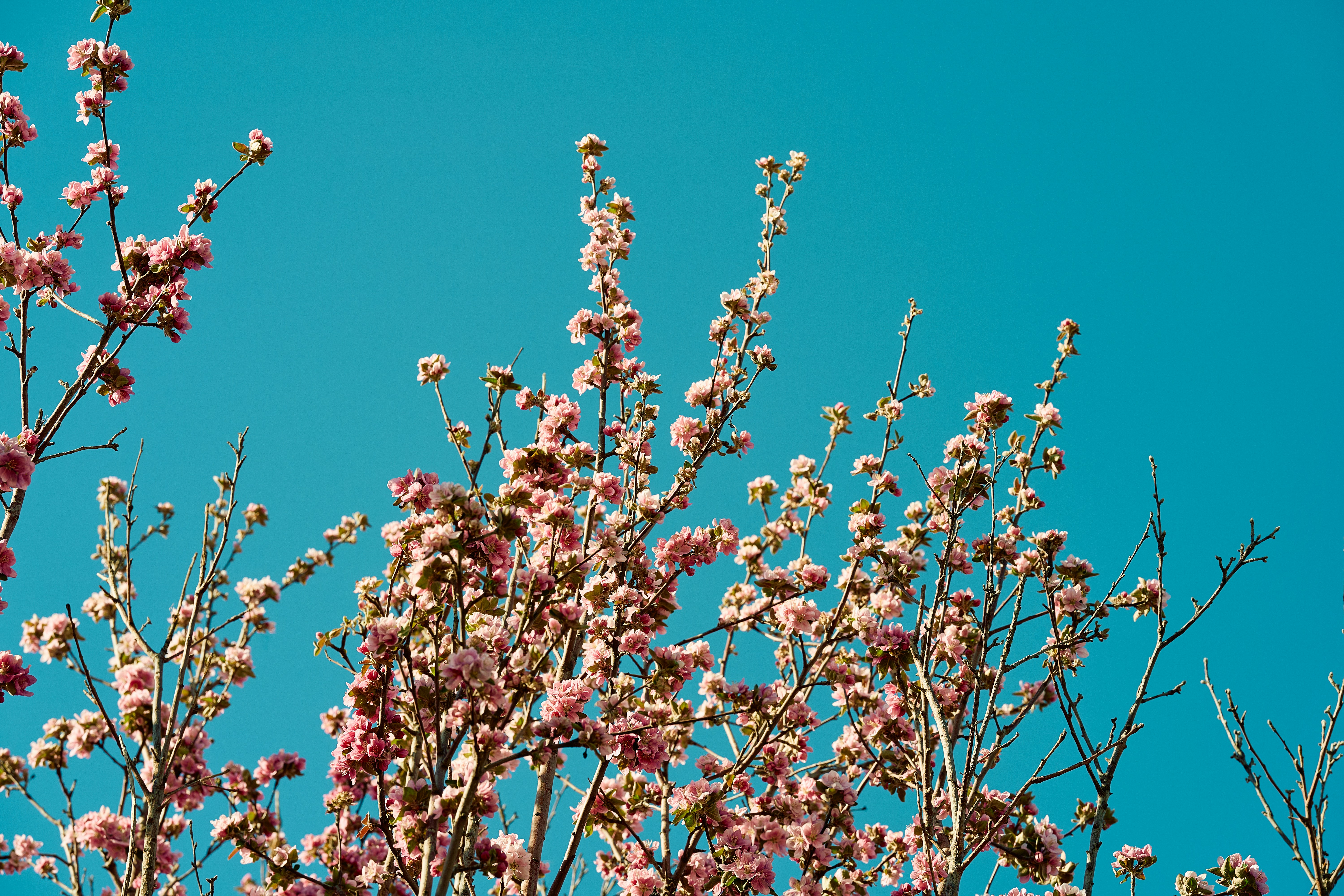 Azure Sky Bloom: Pink Blossom Spires Against a Clear Day