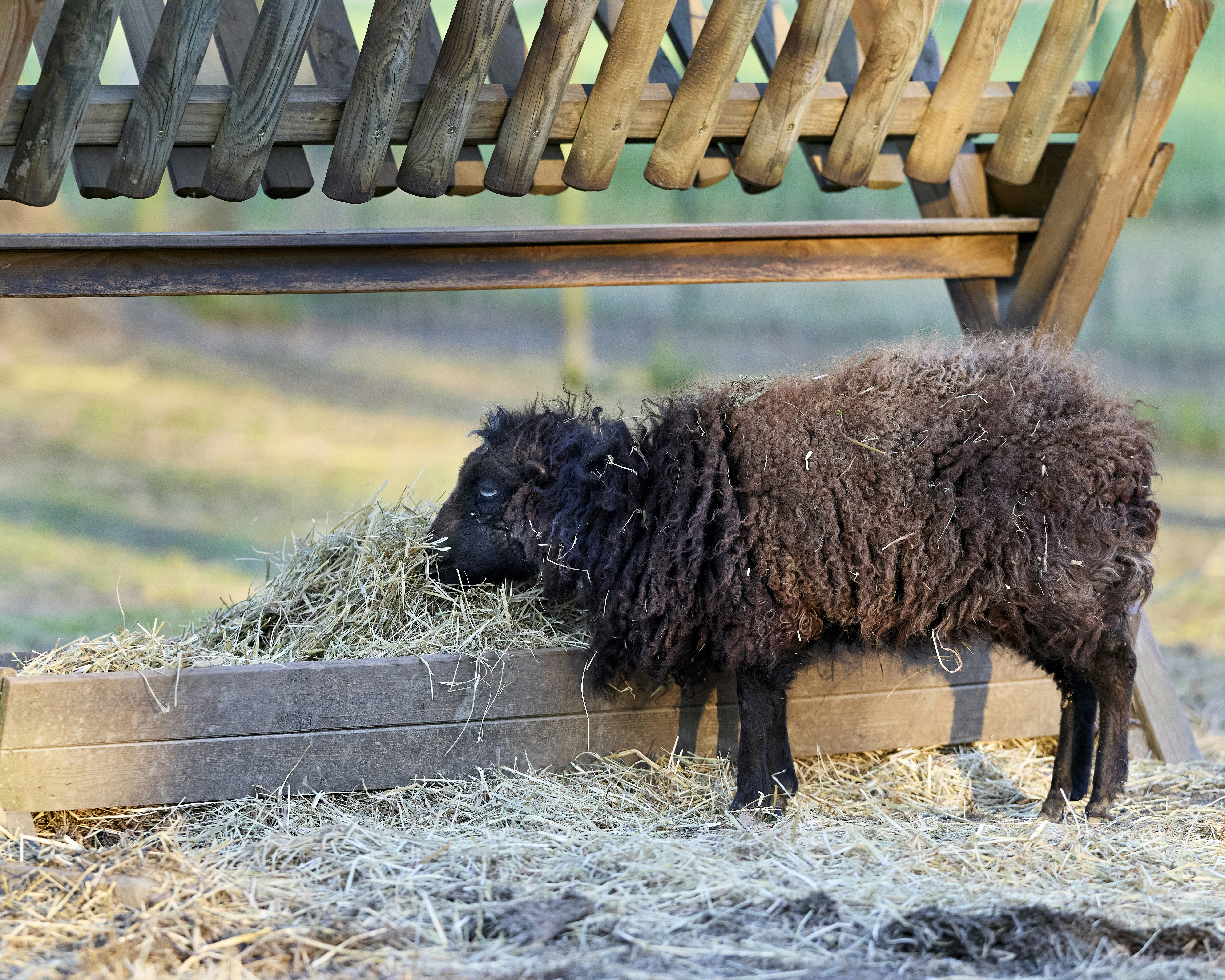Low-stretching Grazing: A Sheep at Dusk Beneath a Wooden Shade